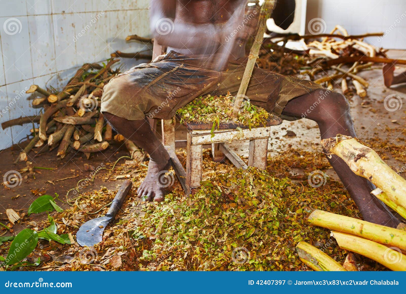 Cinnamon workshop stock image. Image of farmer, factory - 42407397