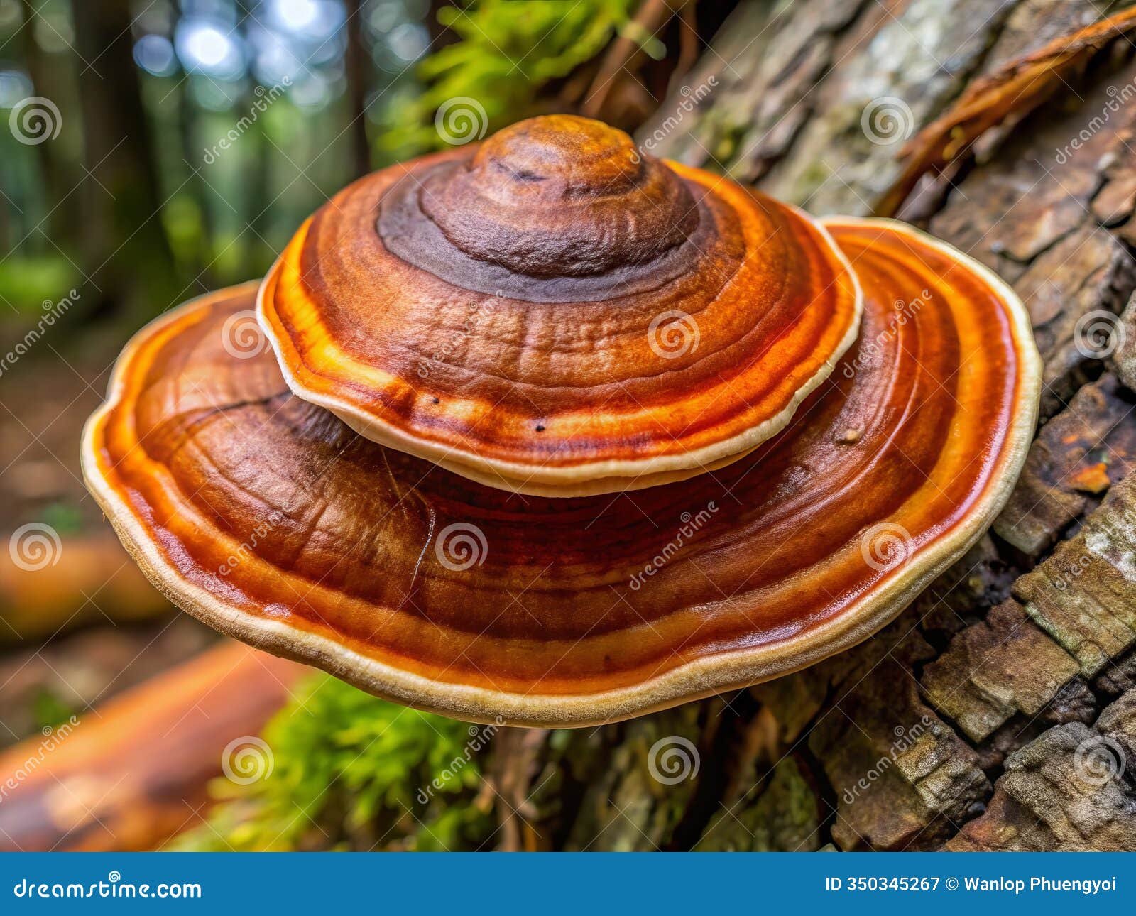 CinnamonBrown Ganoderma Tsugae Delicate Details of a Saprotrophic ...