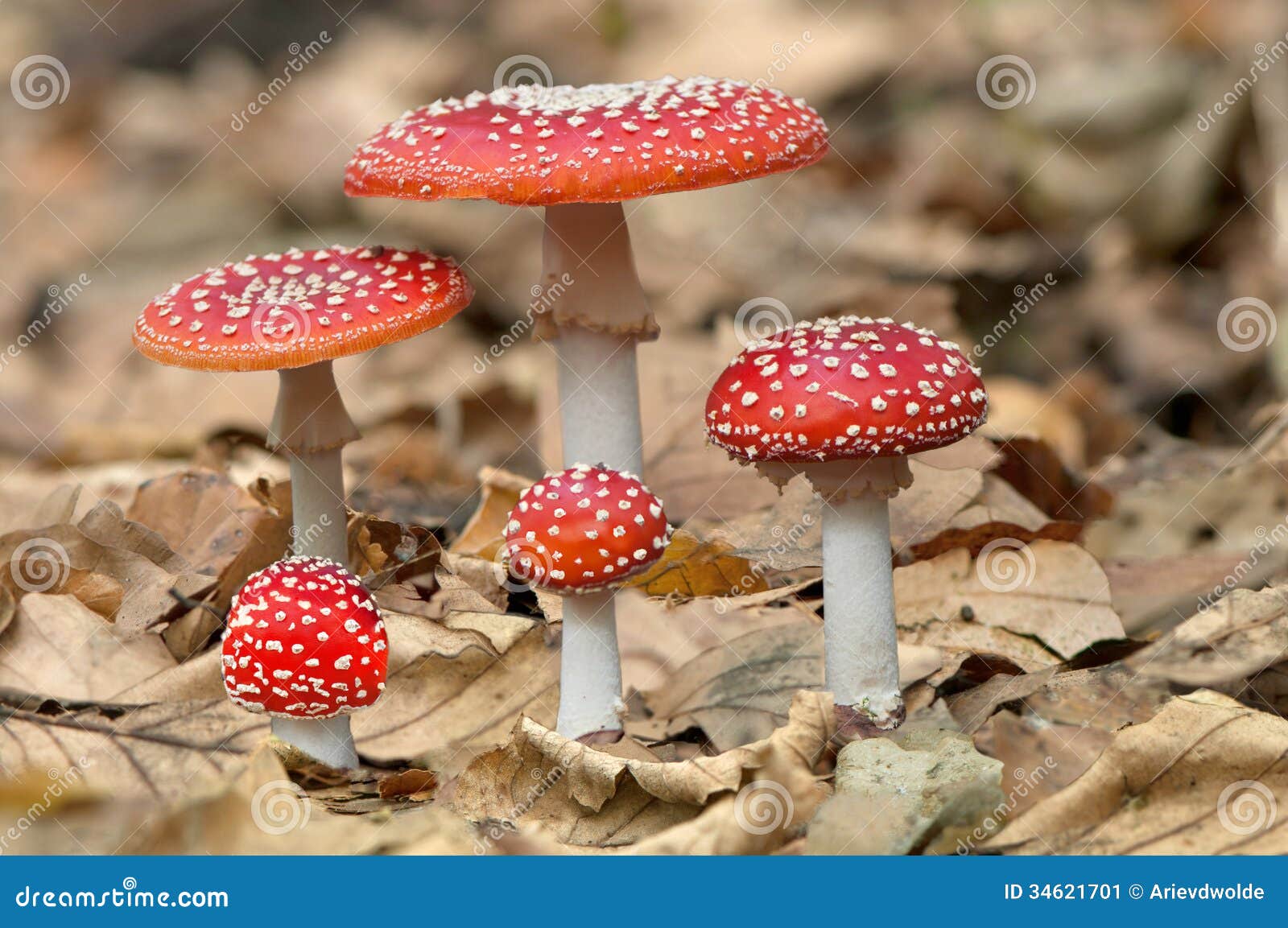 Cinq champignon rouges image stock. Image du forêt, cinq - 34621701