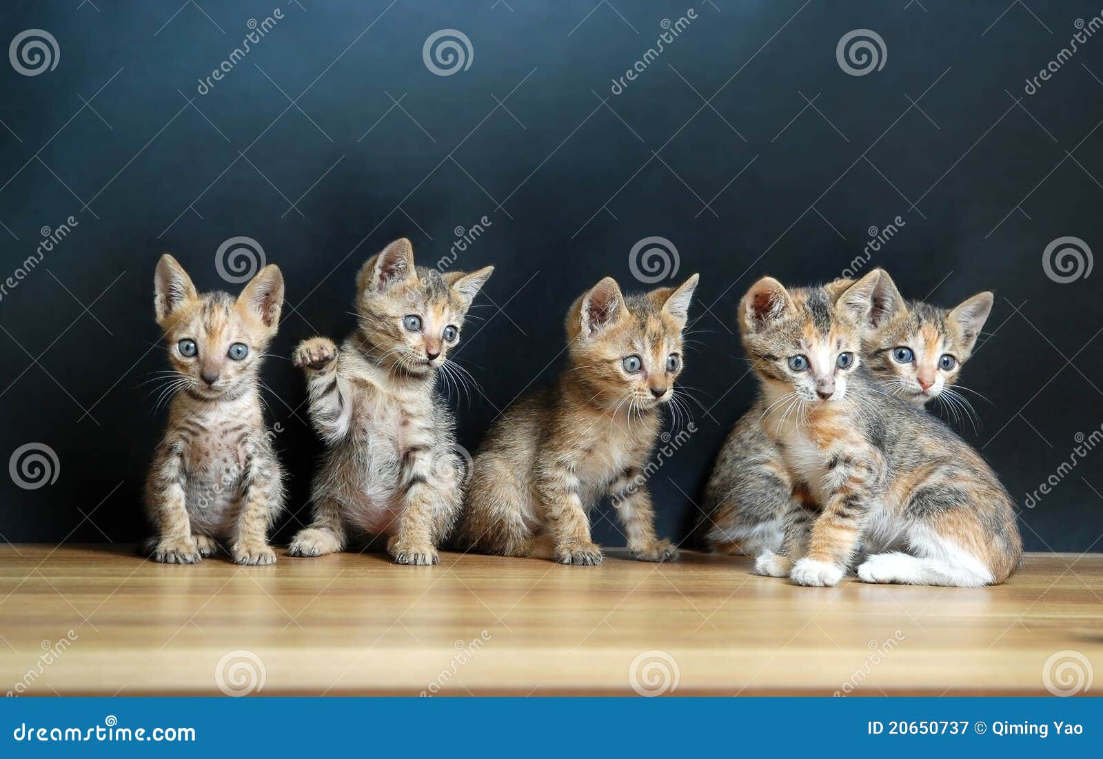 Cinq chats mignons image stock. Image du jeune, fond - 20650737