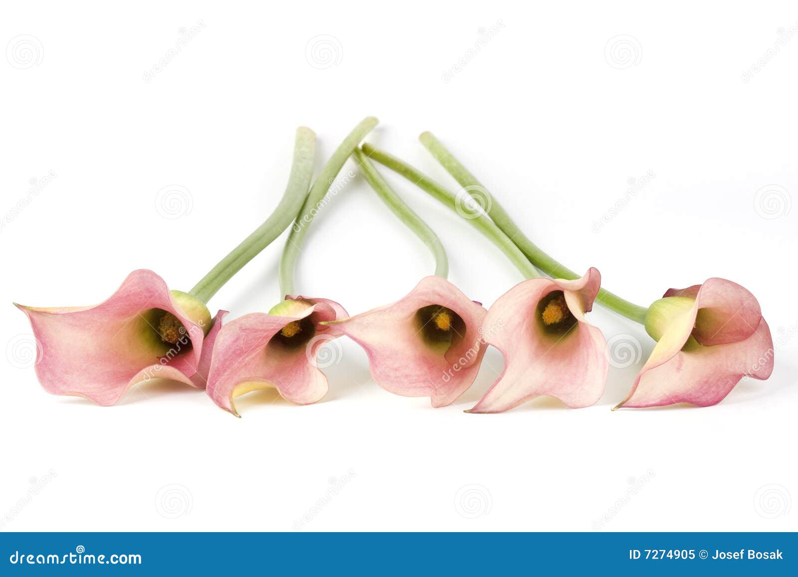 Cinq fleurs roses image stock. Image du pétale, frais - 7274905