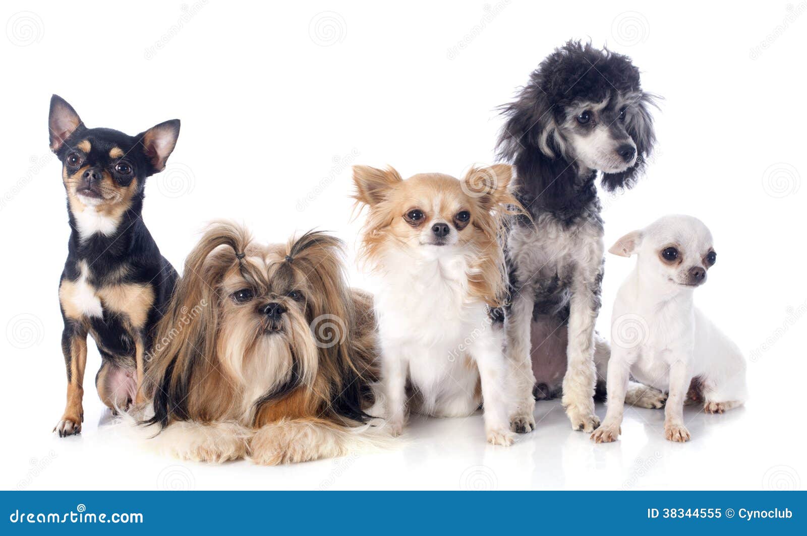 Cinq petits chiens image stock. Image du carniche, toilettage - 38344555