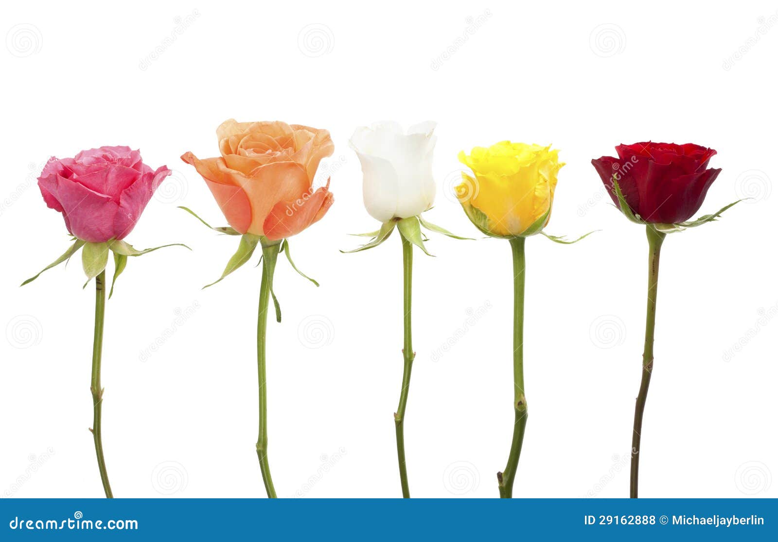 Cinq Roses Dans Différentes Couleurs Photo stock - Image du fleur ...