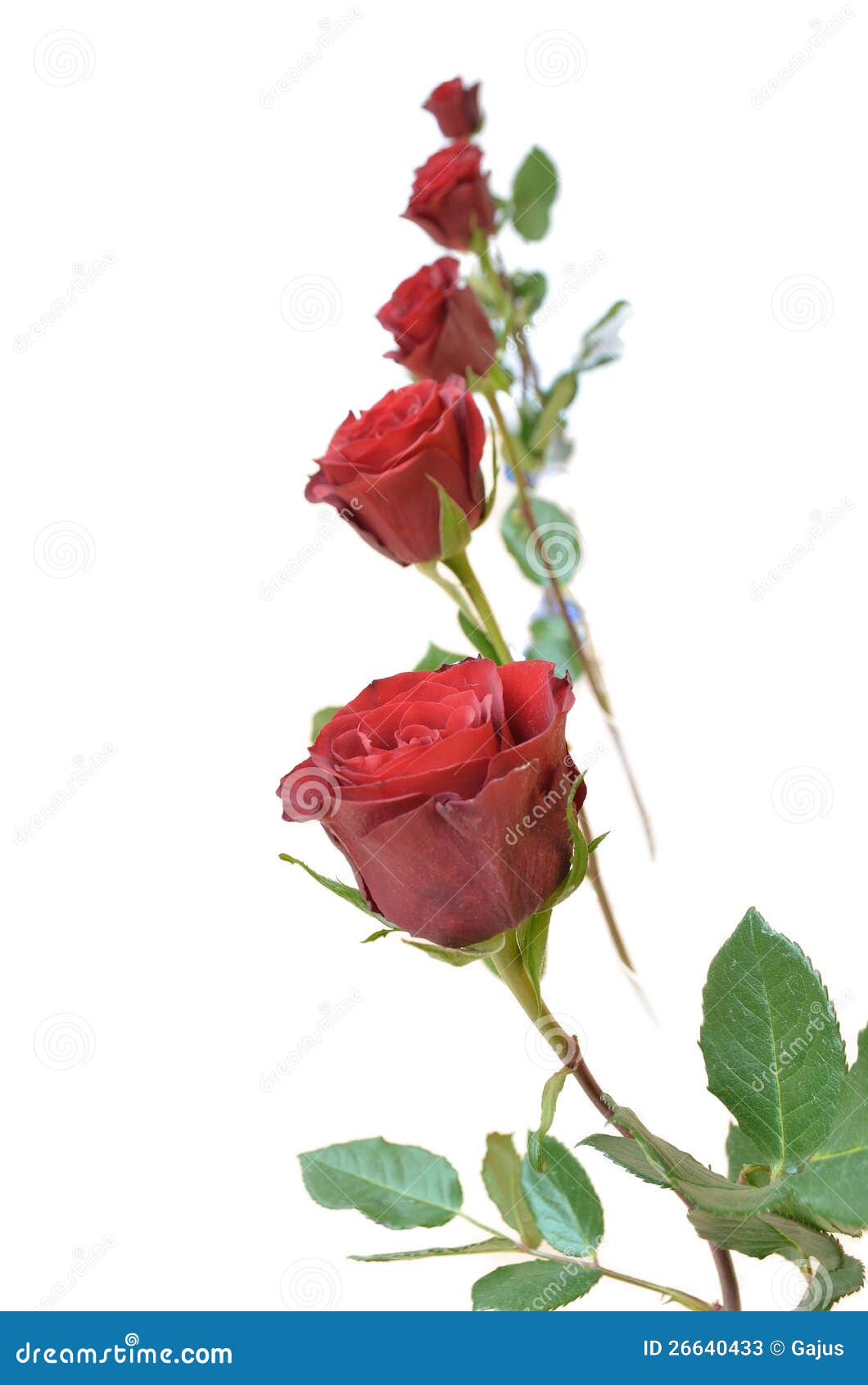 Cinq roses rouges image stock. Image du roses, fond, roman - 26640433