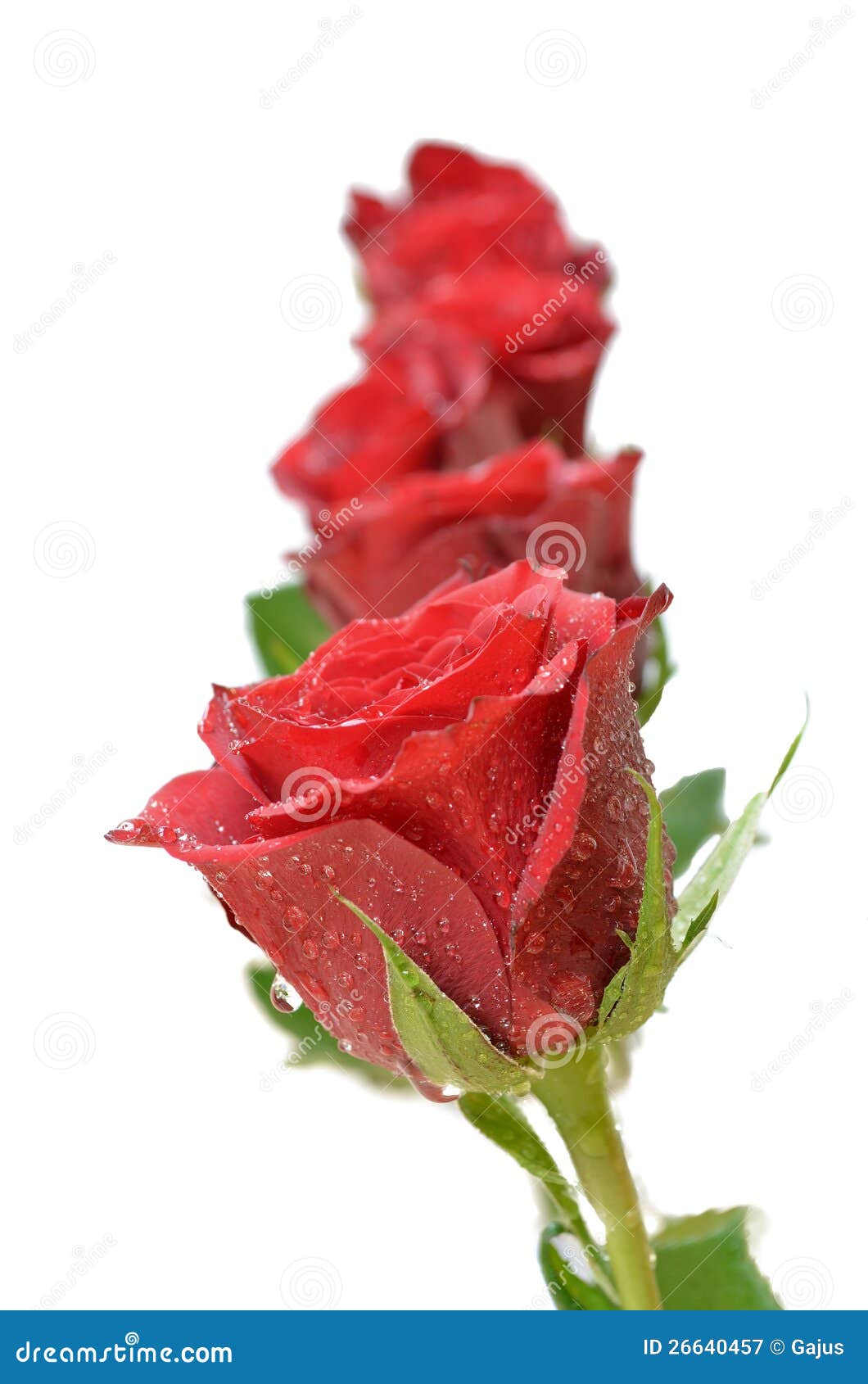 Cinq roses rouges image stock. Image du cinq, ligne, roman - 26640457