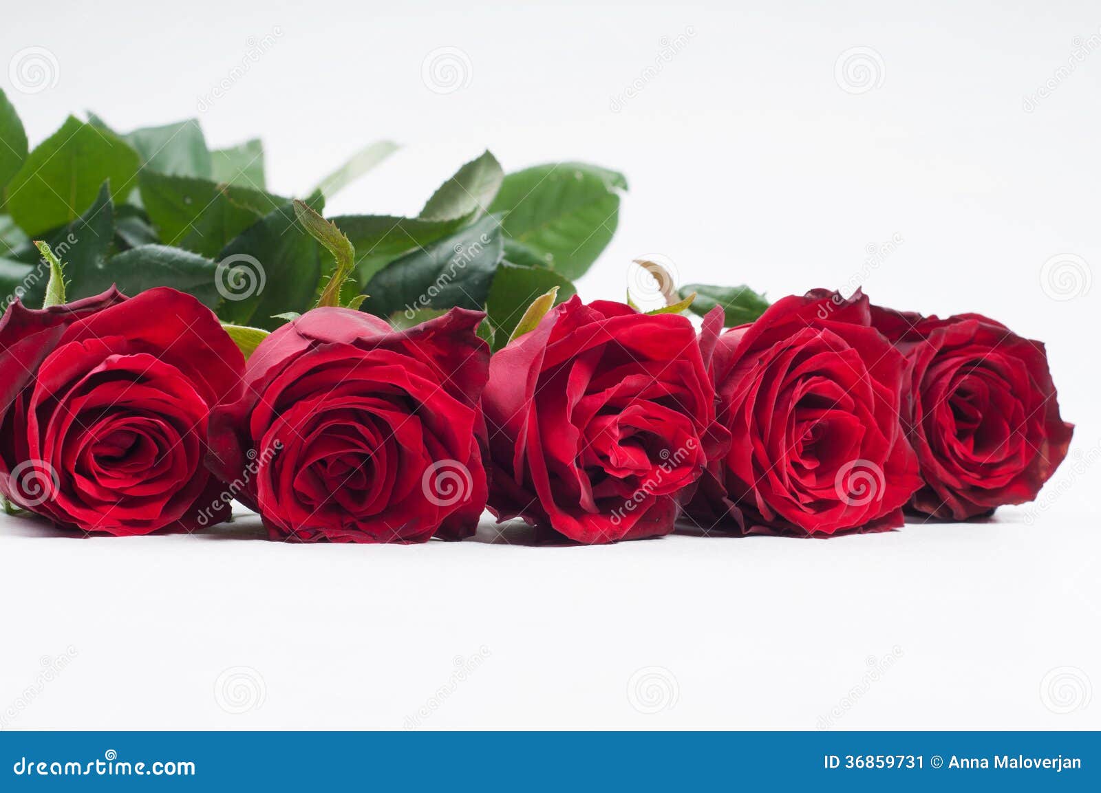 Cinq roses rouges image stock. Image of jour, bouquet - 36859731
