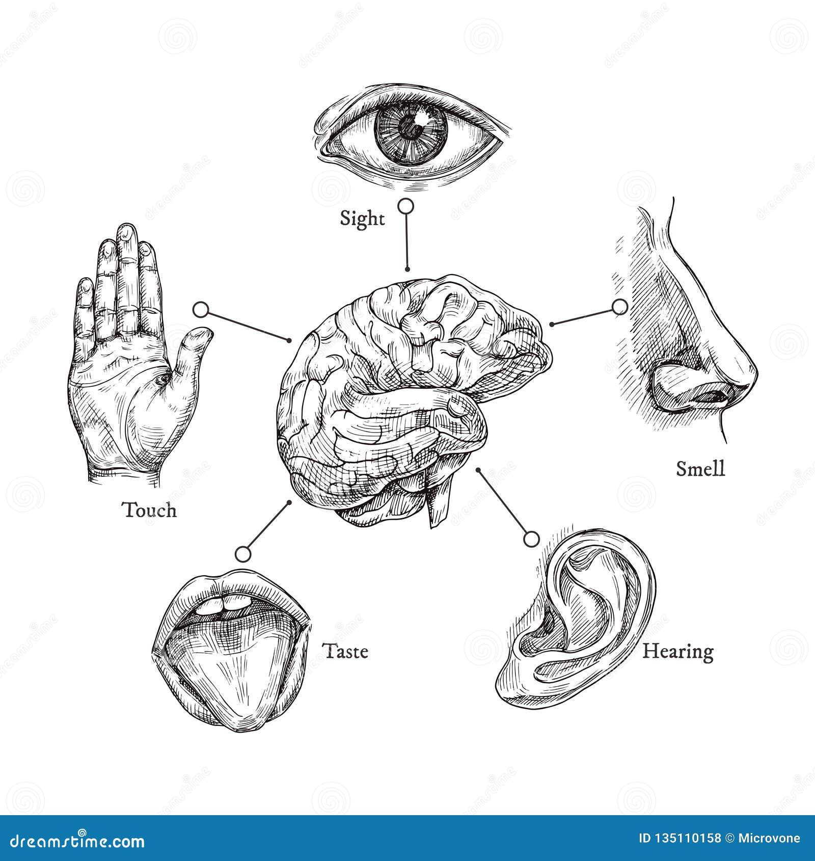 Cinq sens humains E r illustration de vecteur. Illustration du ...
