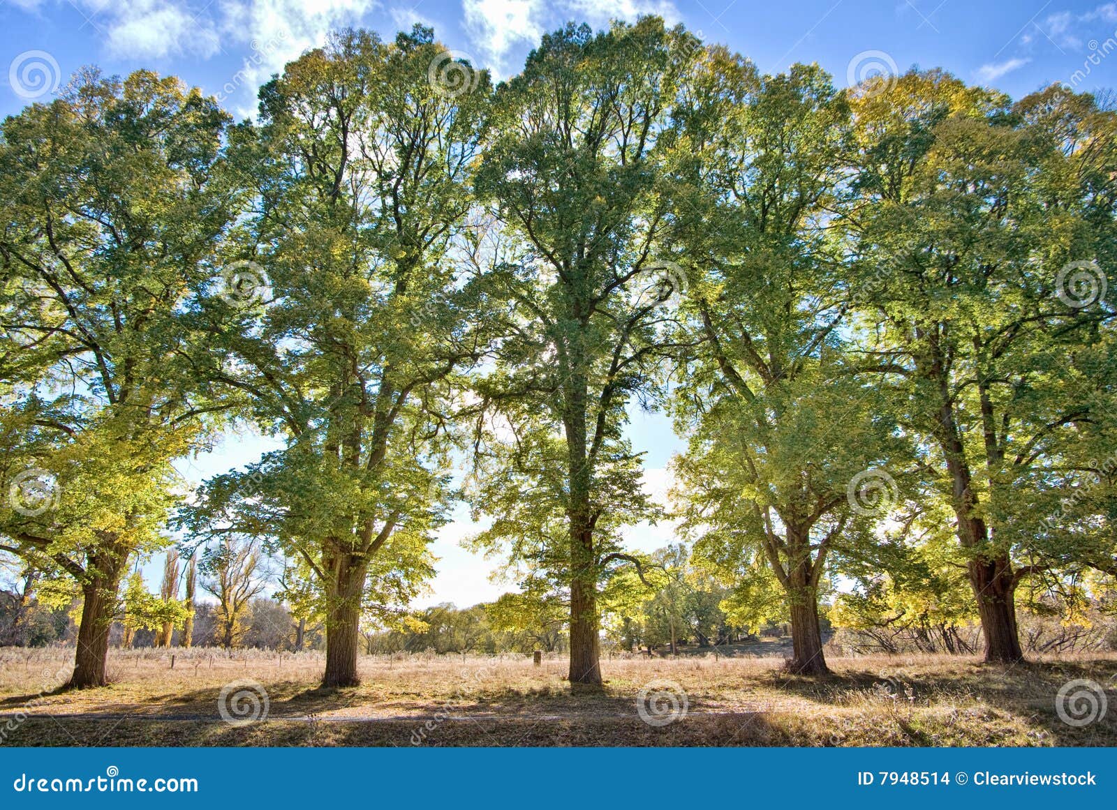 Cinque alberi alti fotografia stock. Immagine di alba - 7948514