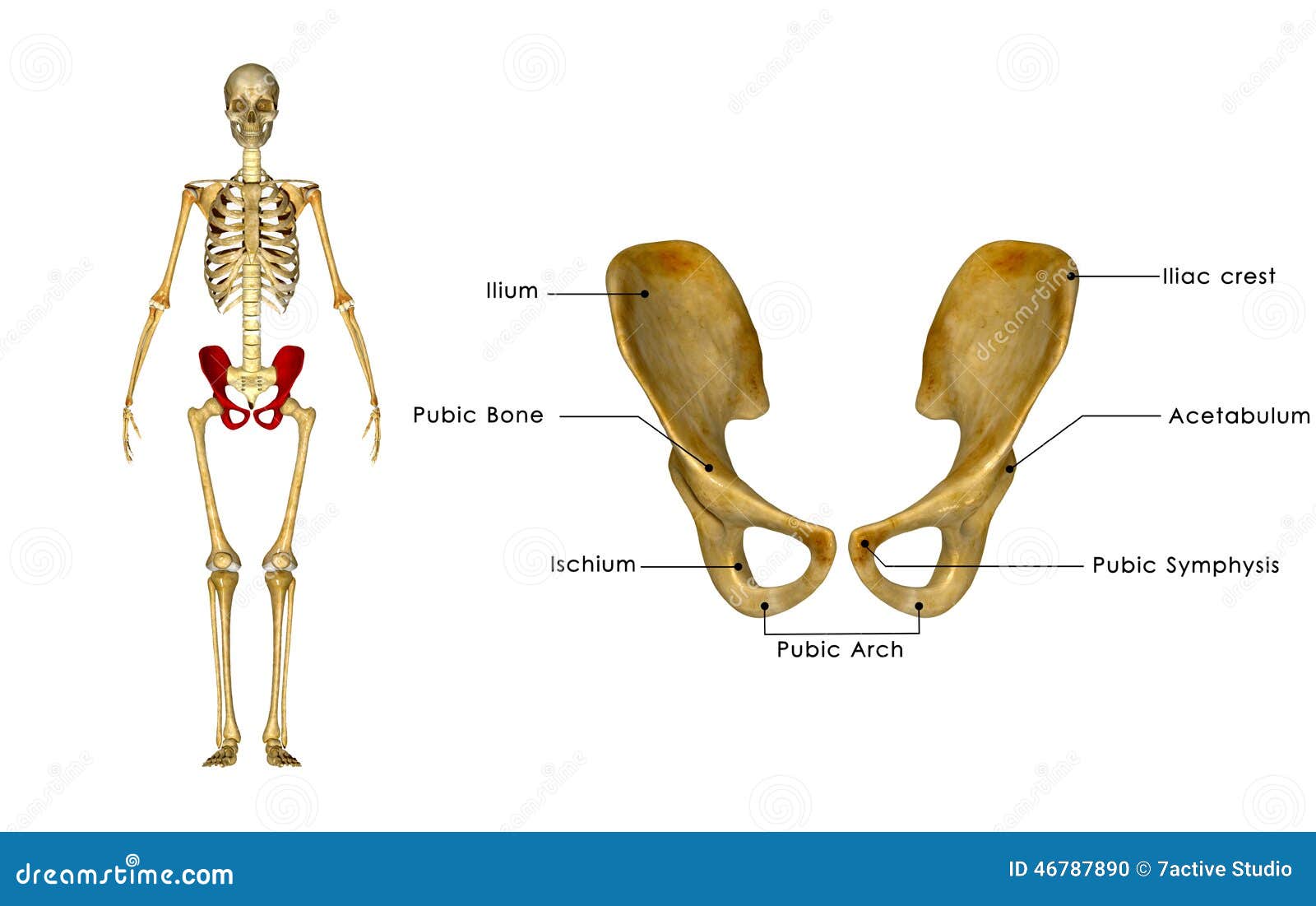 Cintura Dell'anca Di Palvic Illustrazione di Stock - Illustrazione di ...