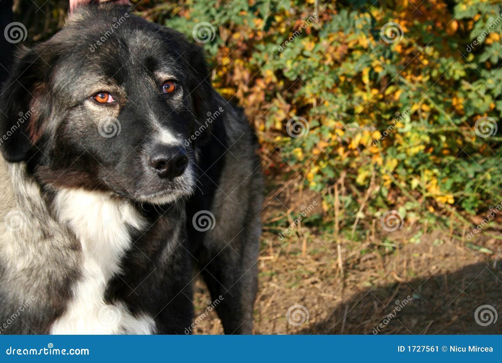 Ciobanesc carpatin dog stock image. Image of expectant - 1727561