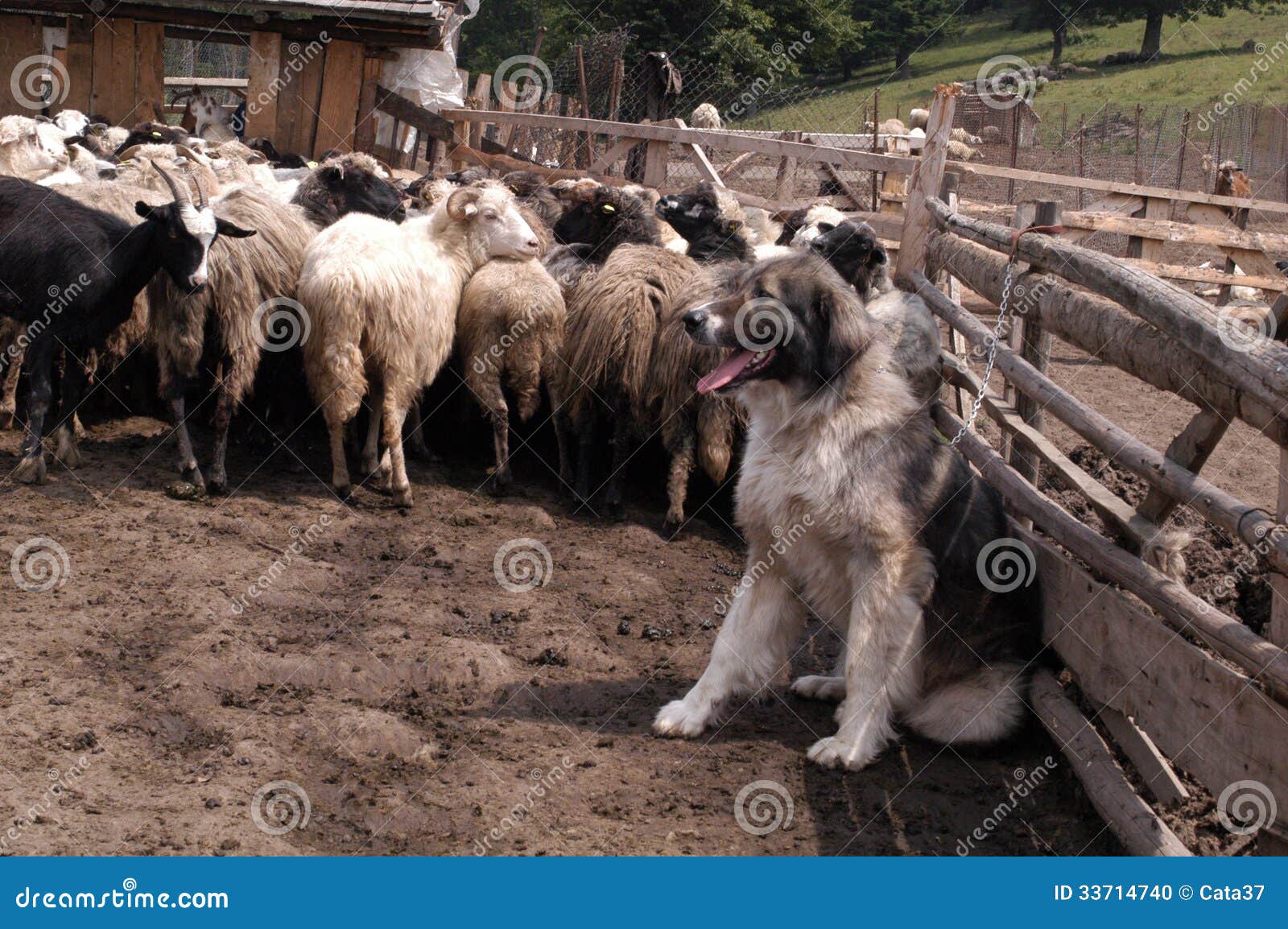 Ciobanesc Romanesc Carpatin Stock Photo - Image of breed, brave: 33714740