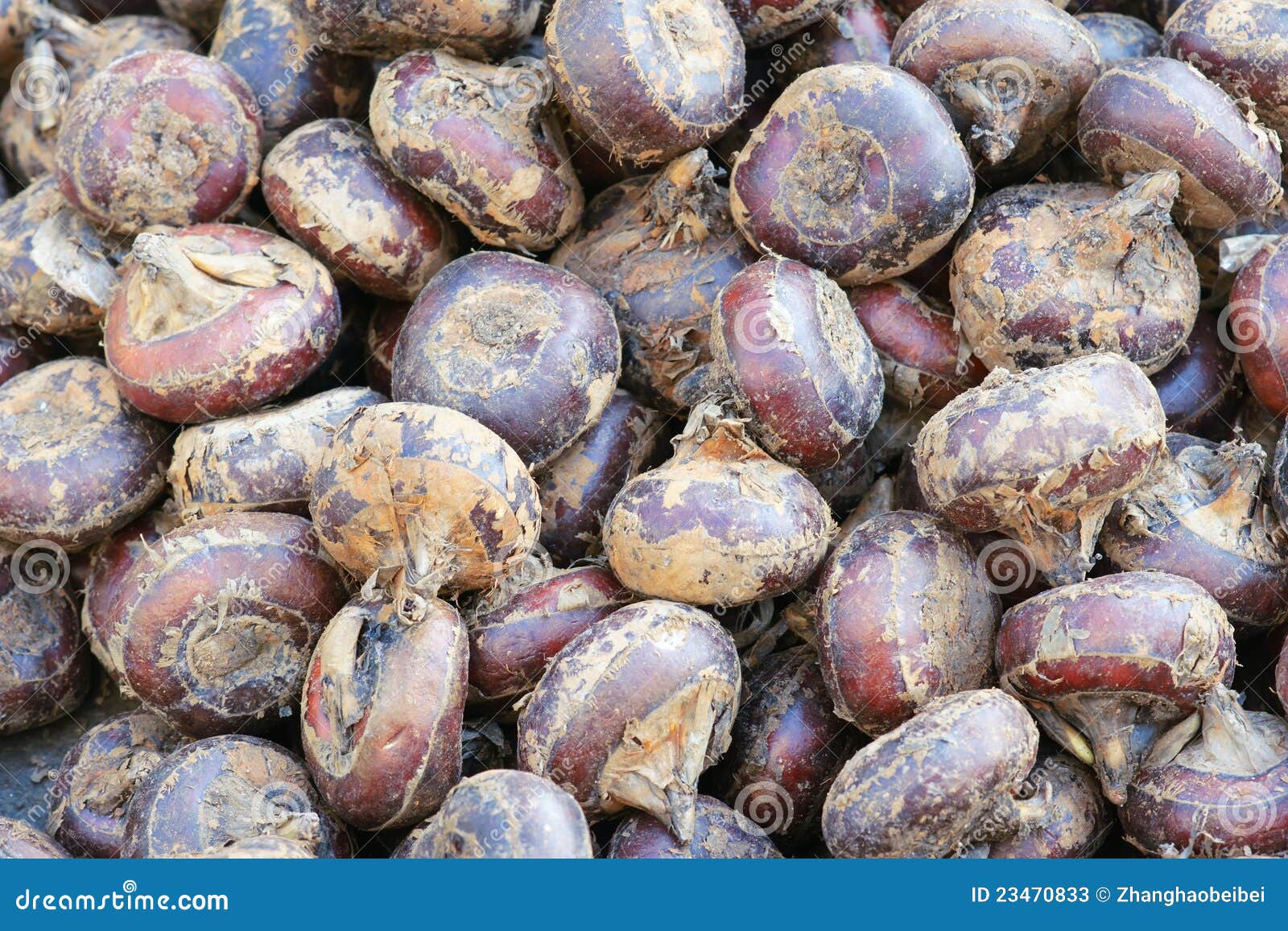 Cipero dolce immagine stock. Immagine di consumo, tubero - 23470833