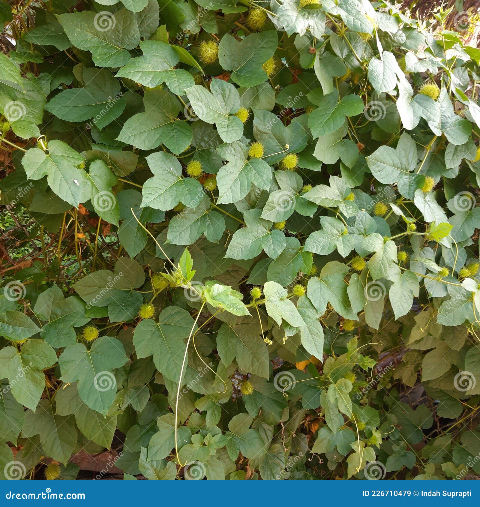 Ciplukan stock image. Image of ciplukan, plant, autumn - 226710479