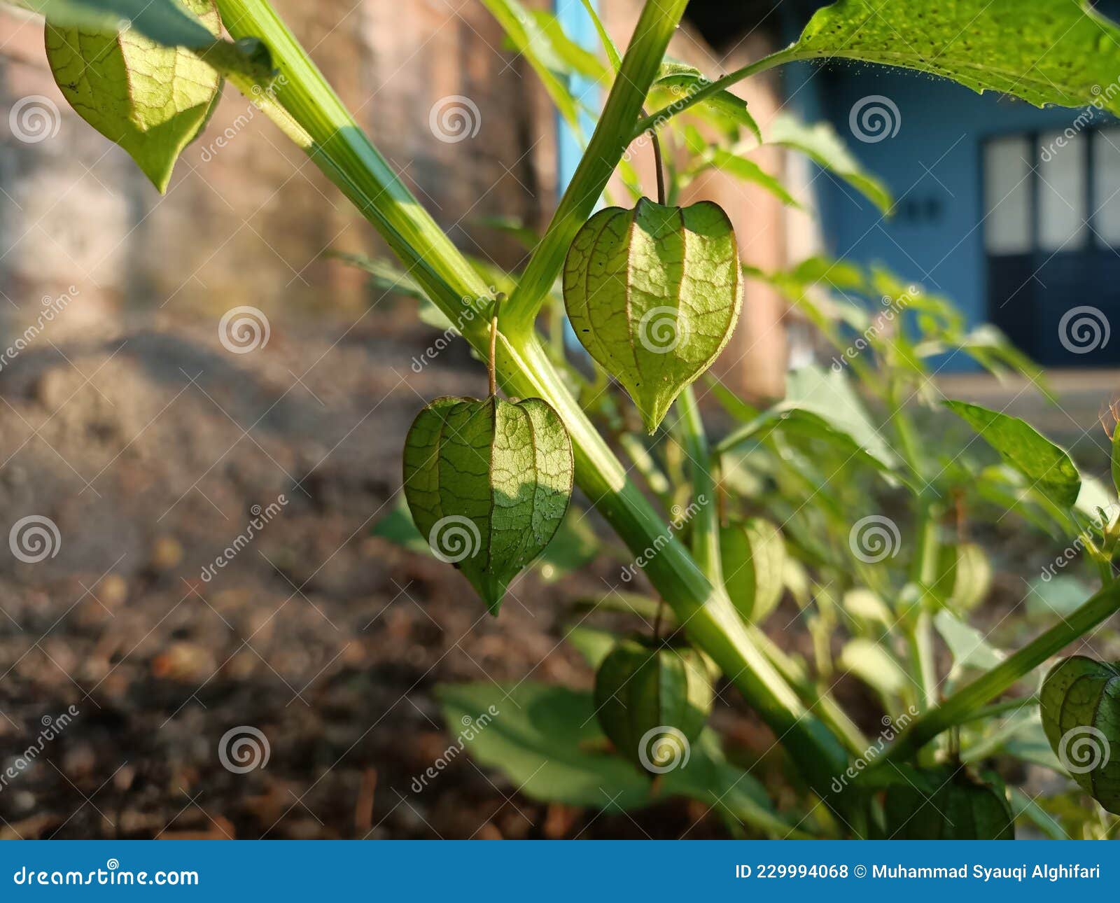 Ciplukan fruit stock photo. Image of ciplukan, wildflower - 229994068