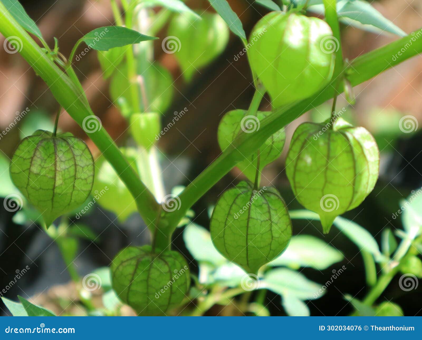 Benefits of Physalis or Ciplukan for Human Health Stock Photo - Image ...