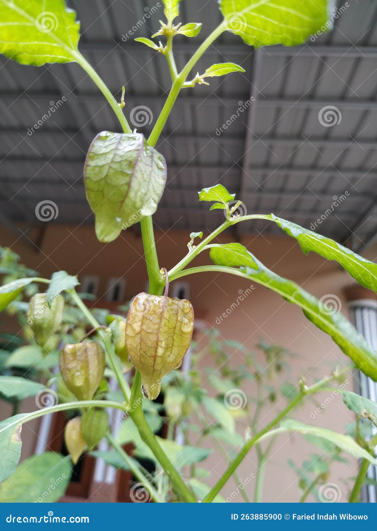 Ciplukan tree stock photo. Image of medicine, produce - 263885900