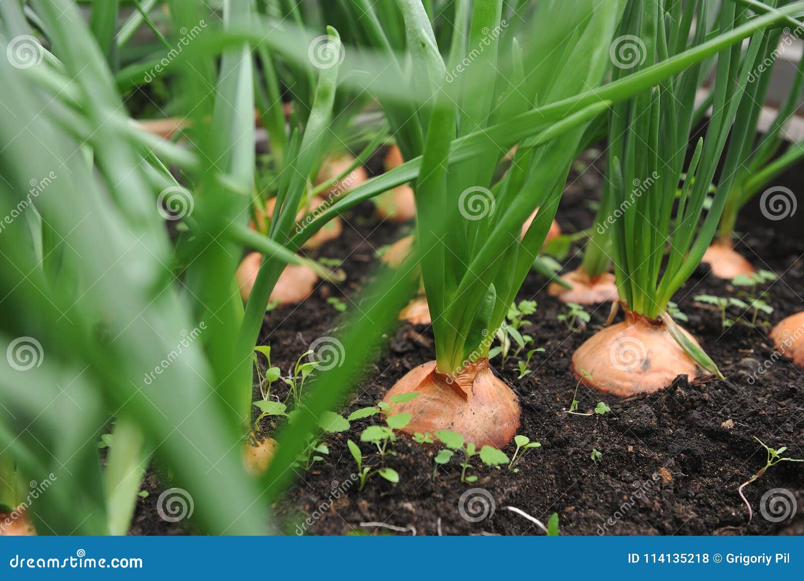 Cipolla fotografia stock. Immagine di nave, pianta, agricoltura - 114135218