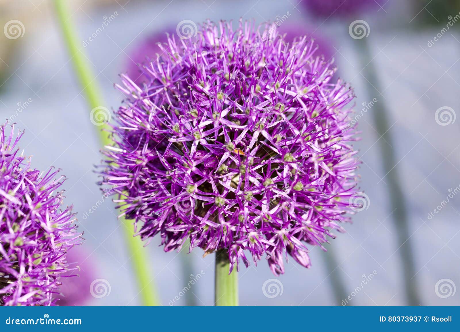 Cipolla Del Fiore, Primo Piano Immagine Stock - Immagine di fiore ...