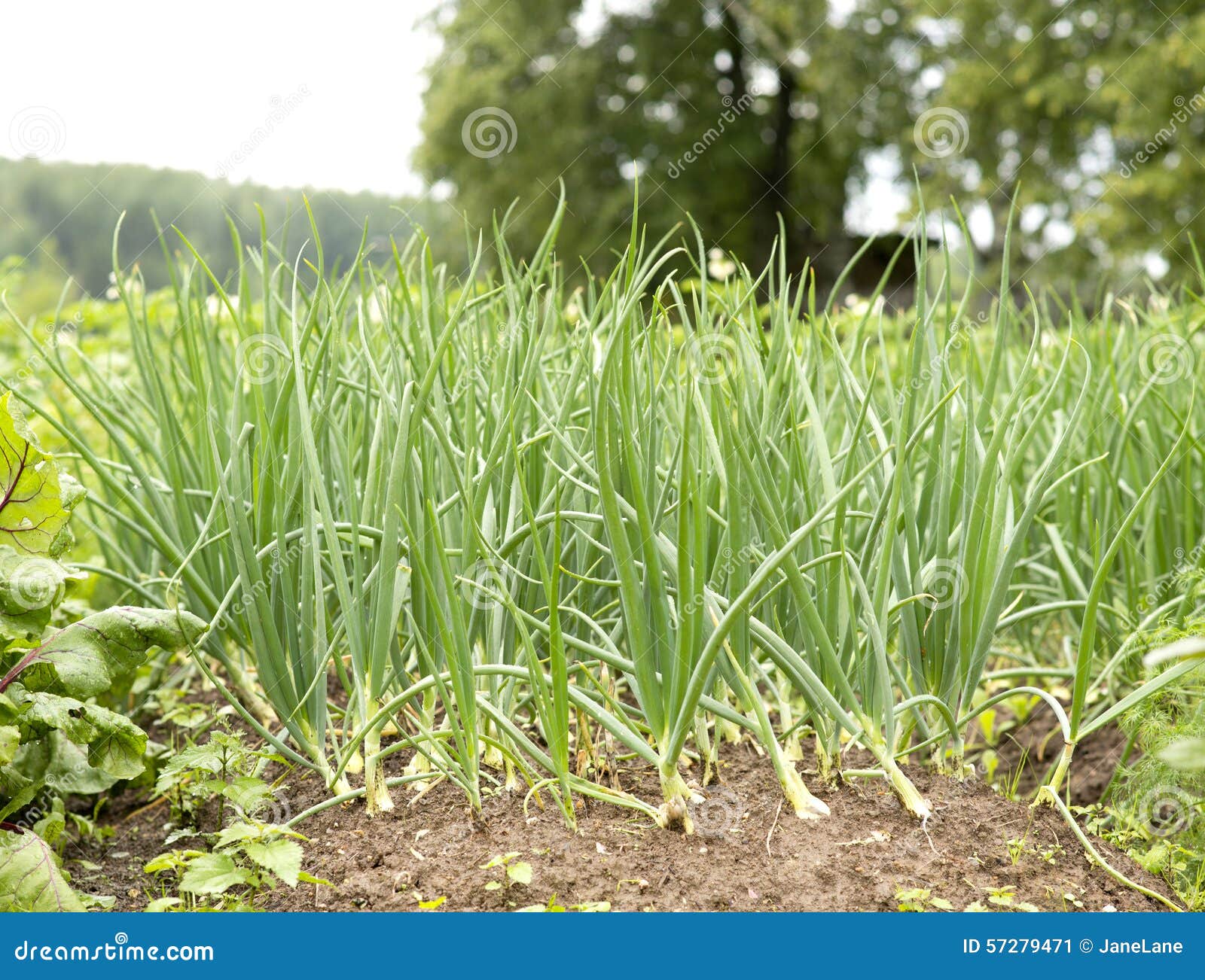 Cipolla fresca immagine stock. Immagine di foglio, stagione - 57279471