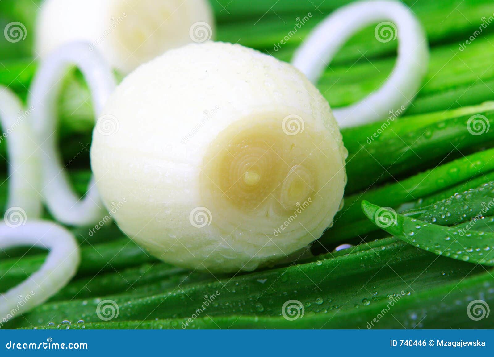 Cipolla fresca fotografia stock. Immagine di mazzo, ciuffo - 740446