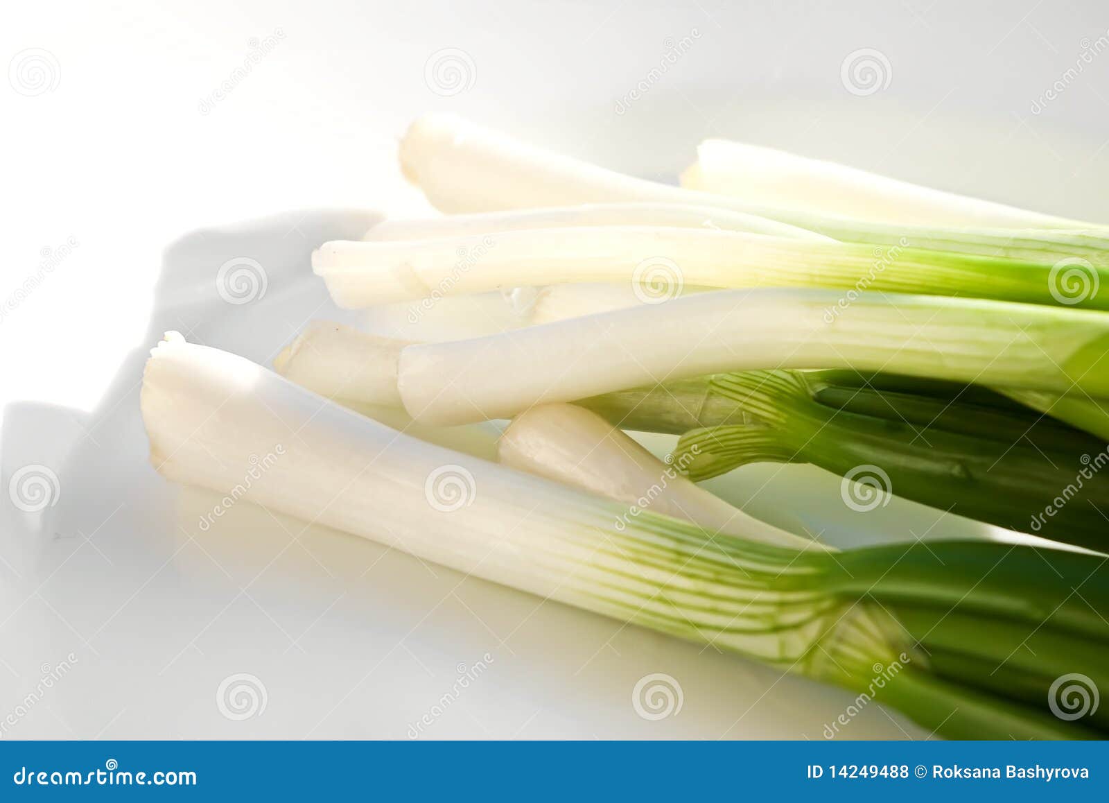 Cipolla fresca verde fotografia stock. Immagine di nessuno - 14249488
