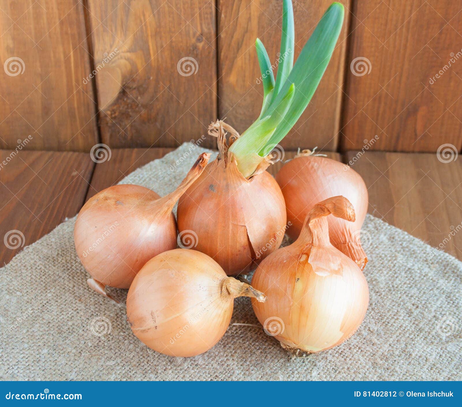Cipolla, Giovane Freccia Verde Fotografia Stock - Immagine di cucina ...