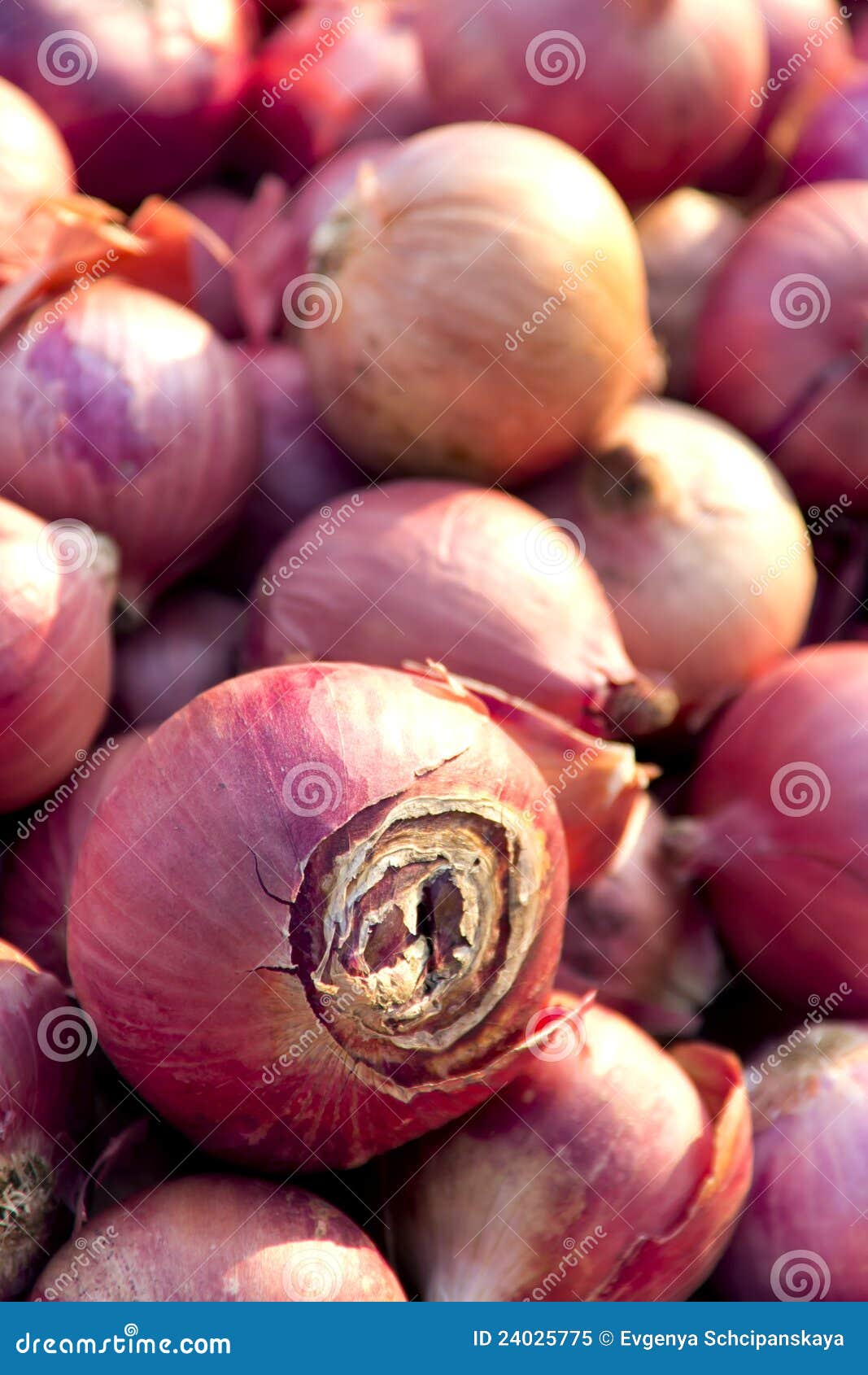 Cipolla rossa immagine stock. Immagine di vitamina, naughty - 24025775