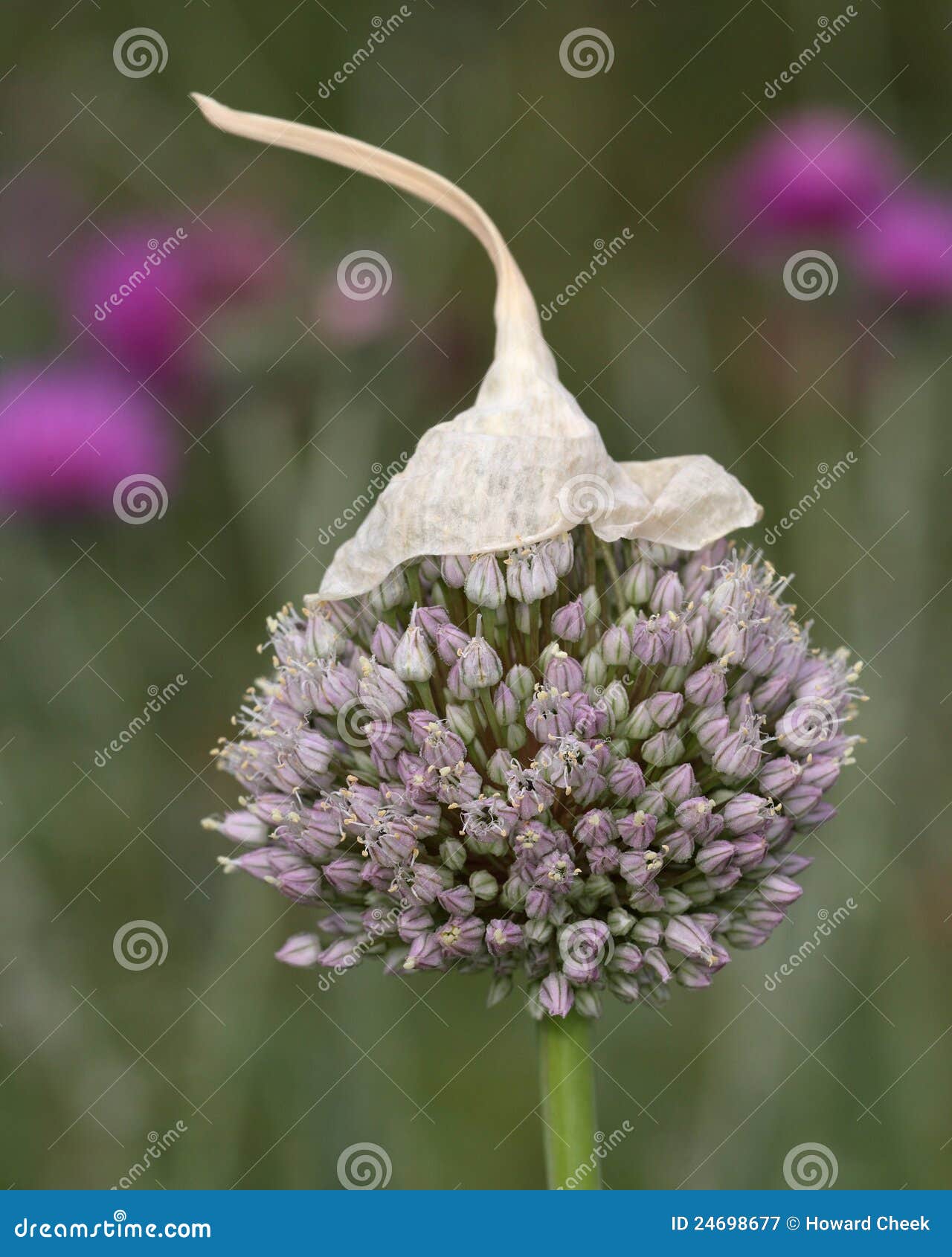 Cipolla selvatica immagine stock. Immagine di naturalness - 24698677