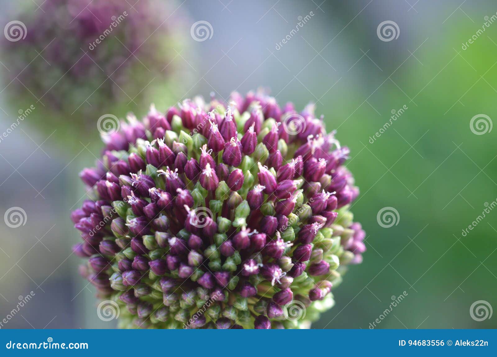 Cipolla Selvatica Di Fioritura Fotografia Stock - Immagine di rotondo ...
