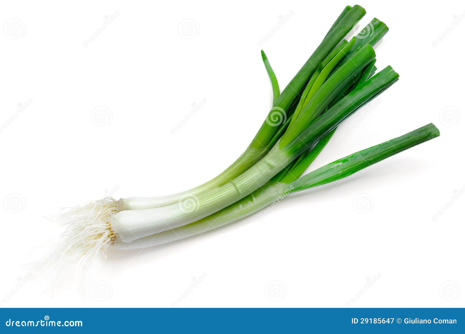 Cipolla verde immagine stock. Immagine di condimento - 29185647