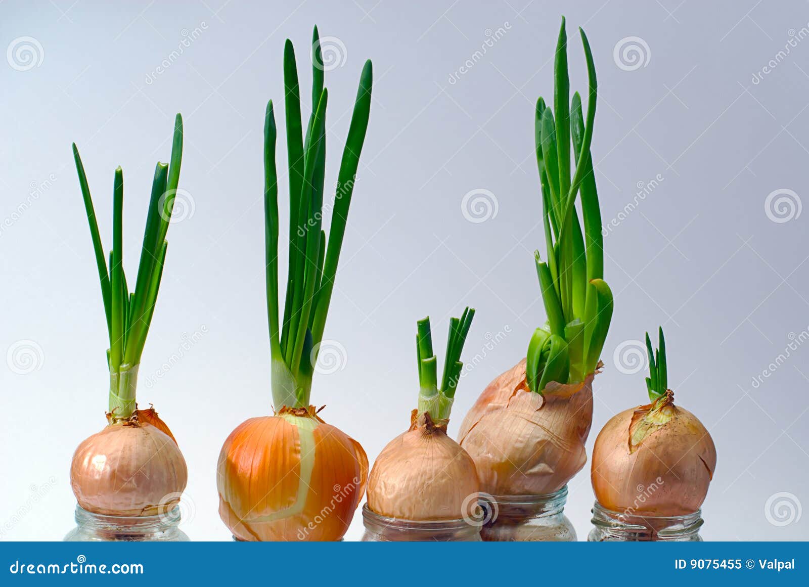 Cipolla Verde Del Germoglio Immagine Stock - Immagine di alimento ...