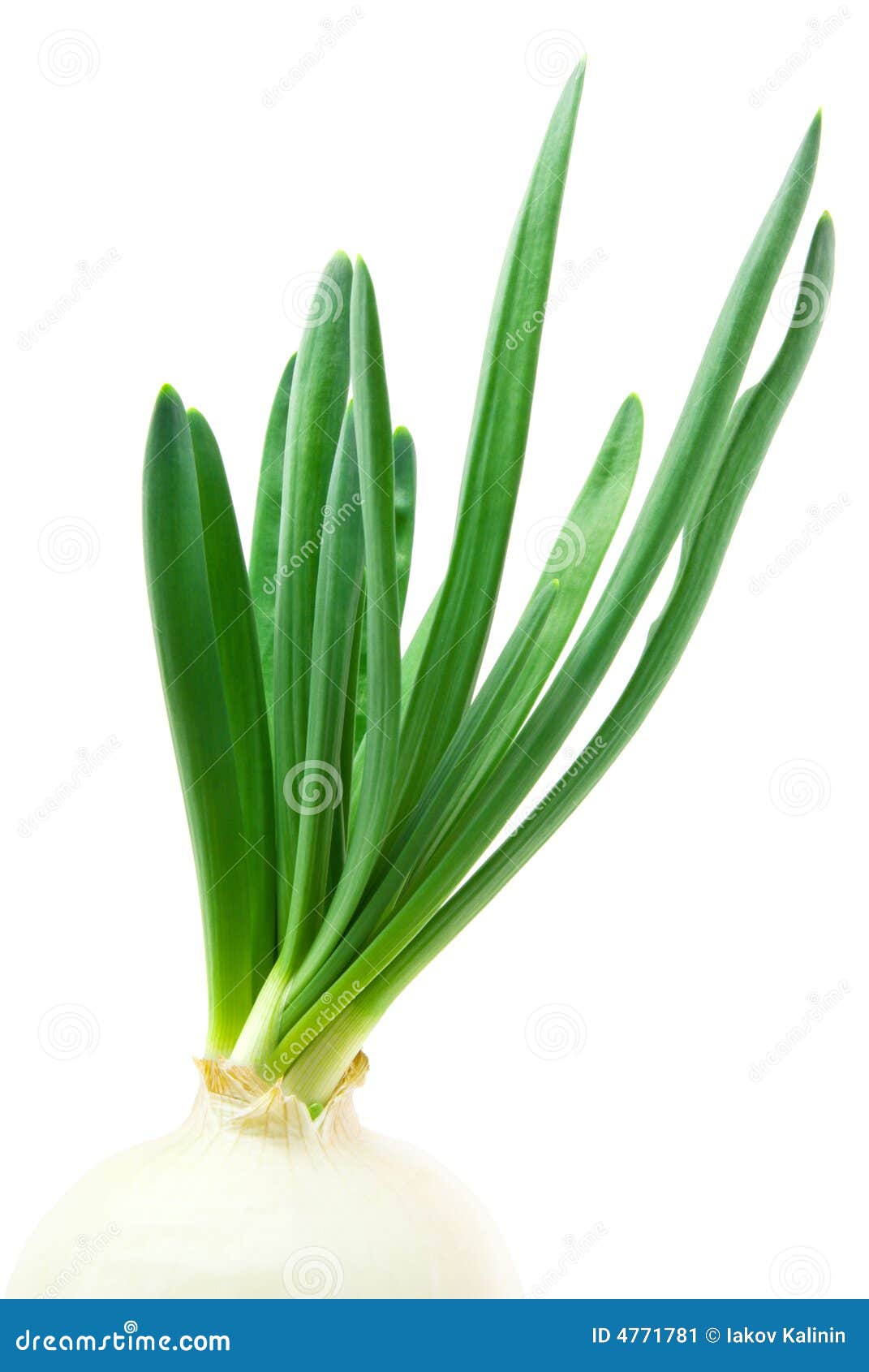 Cipolla verde fresca immagine stock. Immagine di spezia - 4771781