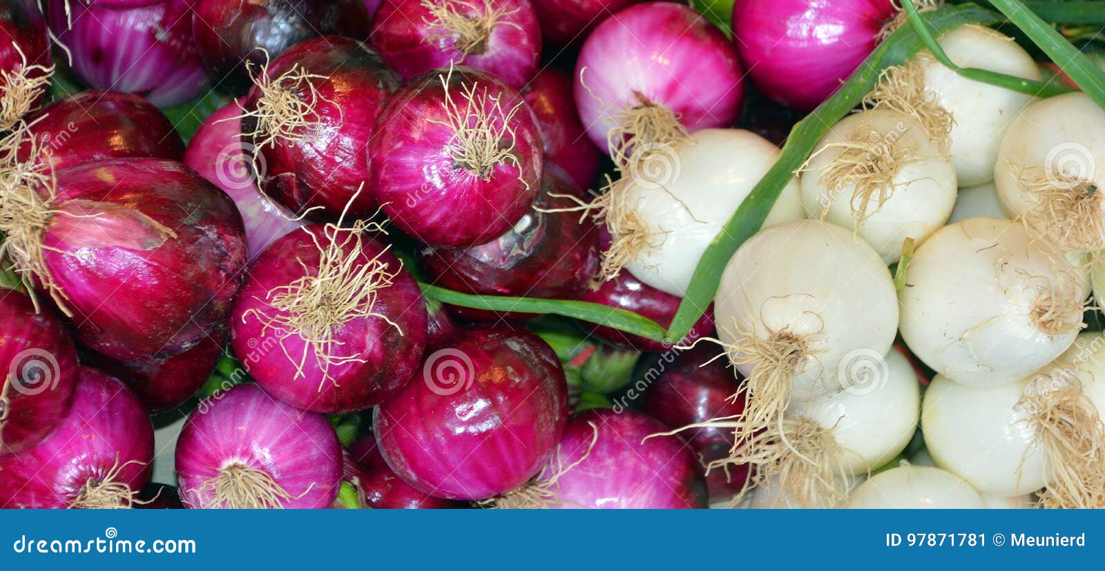 Cipolle rosse immagine stock. Immagine di taglio, direttamente - 97871781