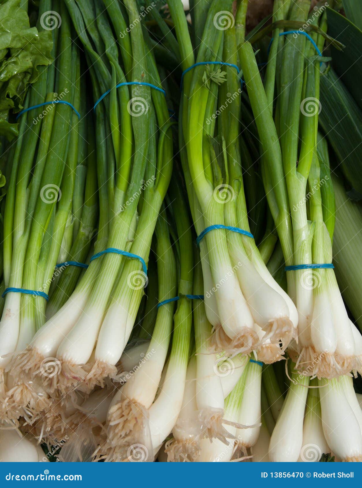 Cipolle verdi organiche fotografia stock. Immagine di california - 13856470