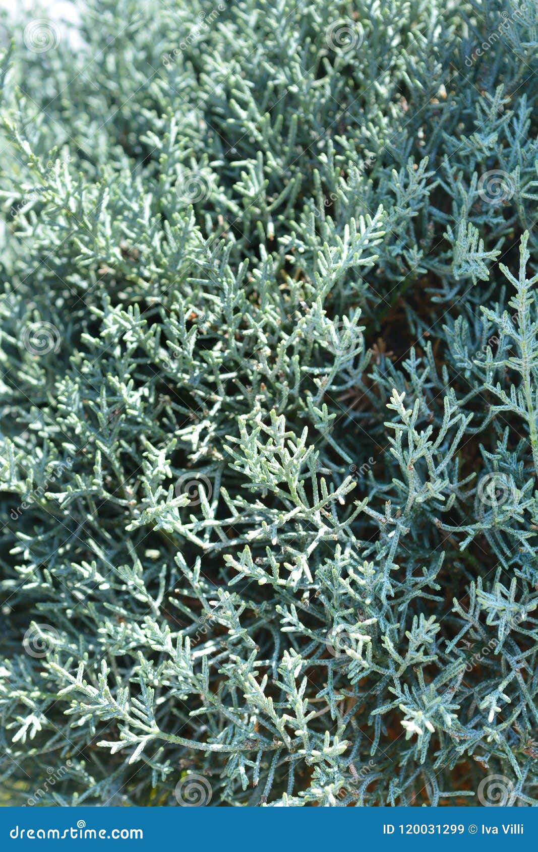 Ciprés de Arizona azul imagen de archivo. Imagen de ciprés - 120031299