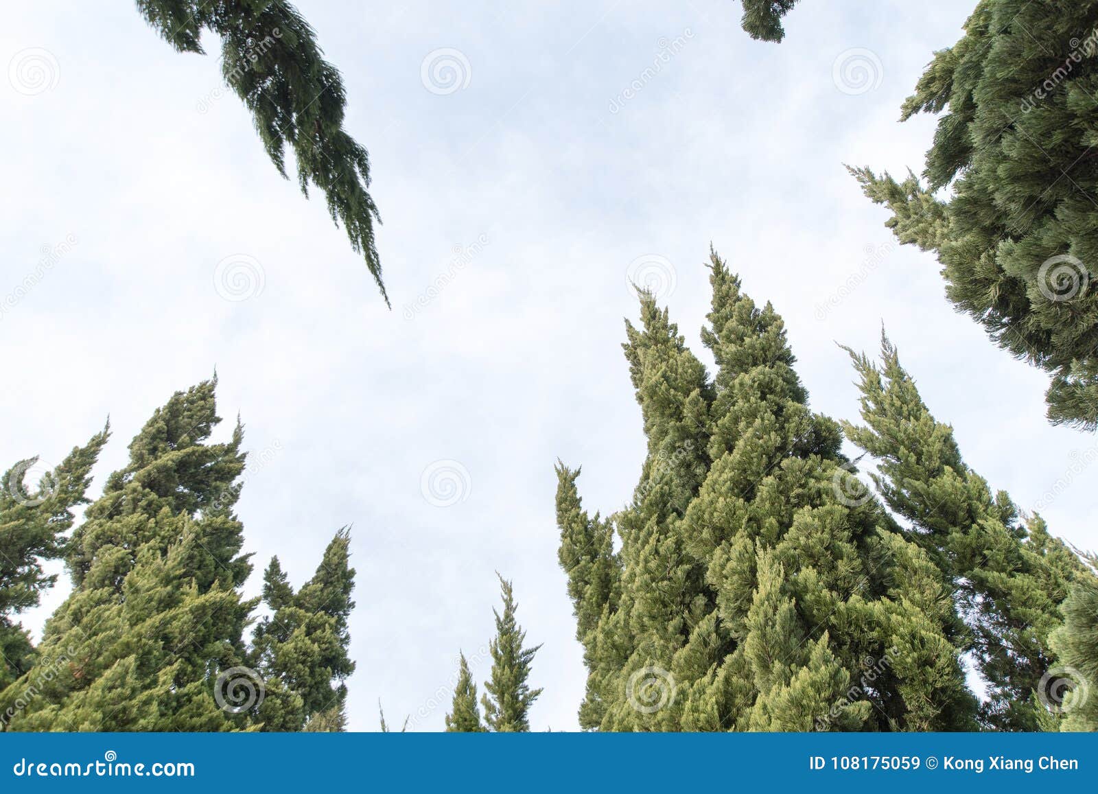 Cipresboom stock afbeelding. Image of hout, tuin, groen - 108175059