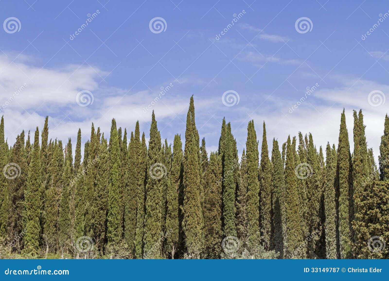 Ciprestes imagem de stock. Imagem de ciprestes, floresta - 33149787