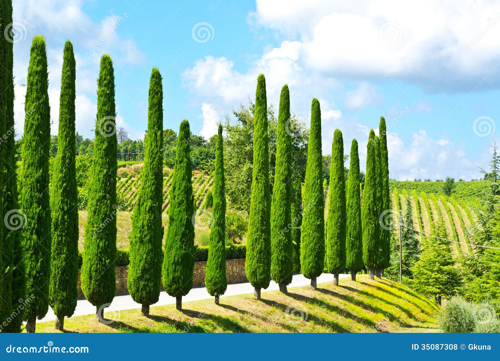Ciprestes foto de stock. Imagem de paisagem, nuvens, queda - 35087308