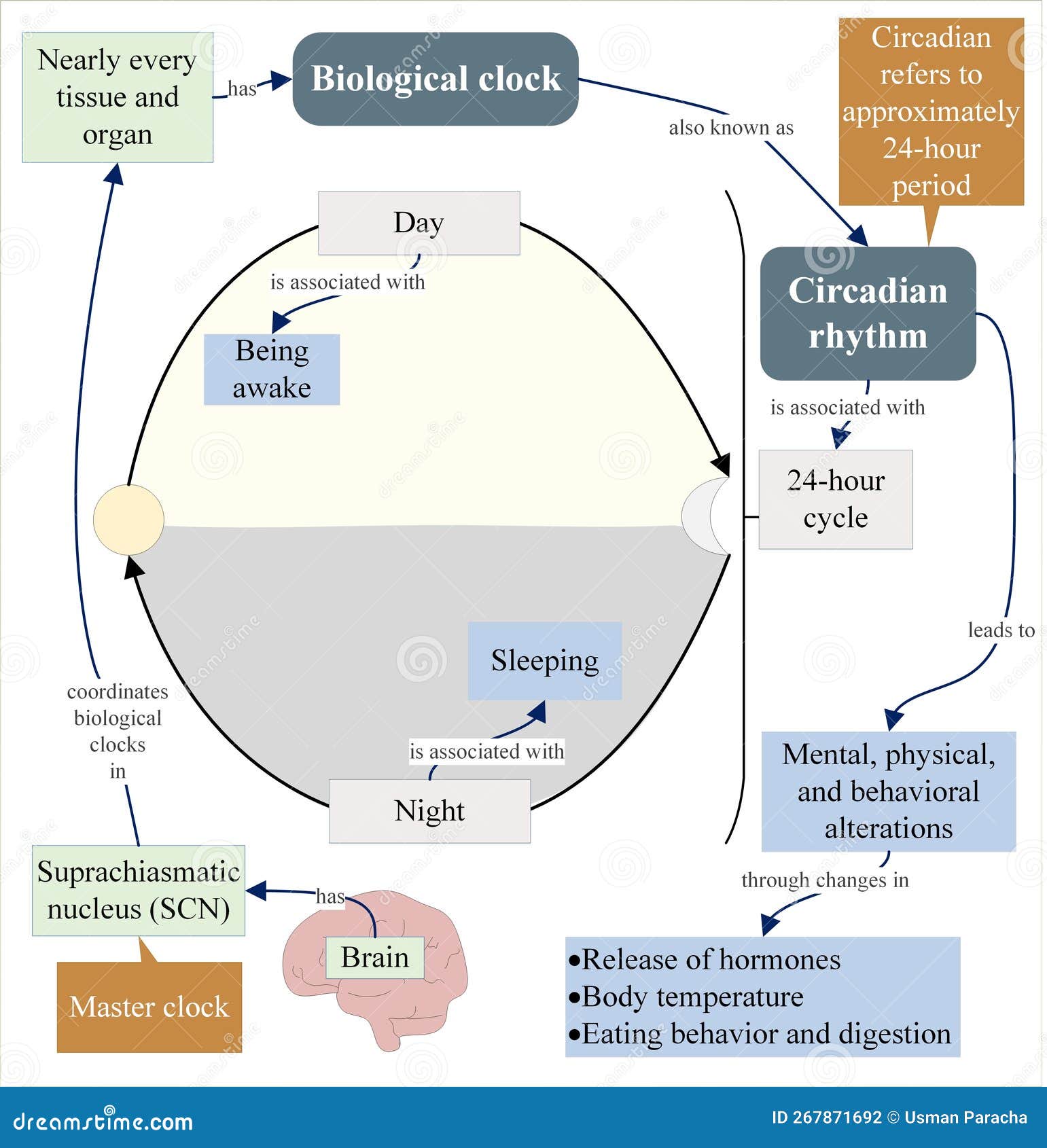 Circadian Rhythm Is Related To Biological Clock Stock Illustration