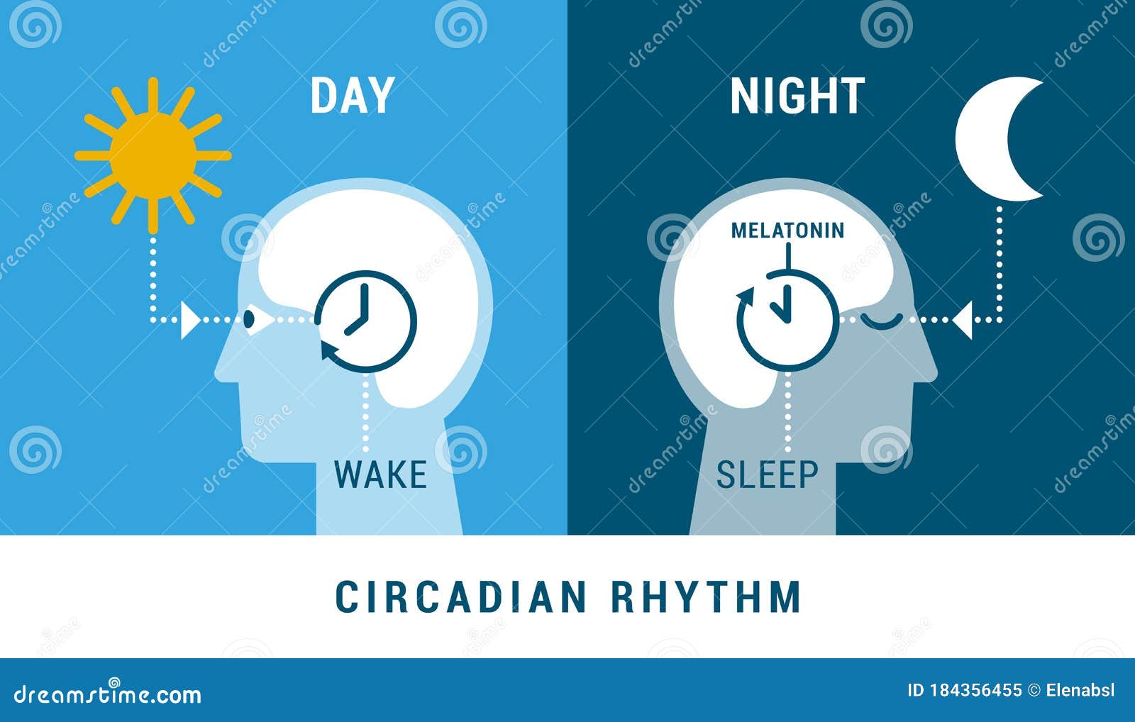 The Circadian Rhythm and Sleep-wake Cycle Stock Vector - Illustration ... The Circadian Rhythm and Sleep-wake Cycle Stock Vector - Illustration ...