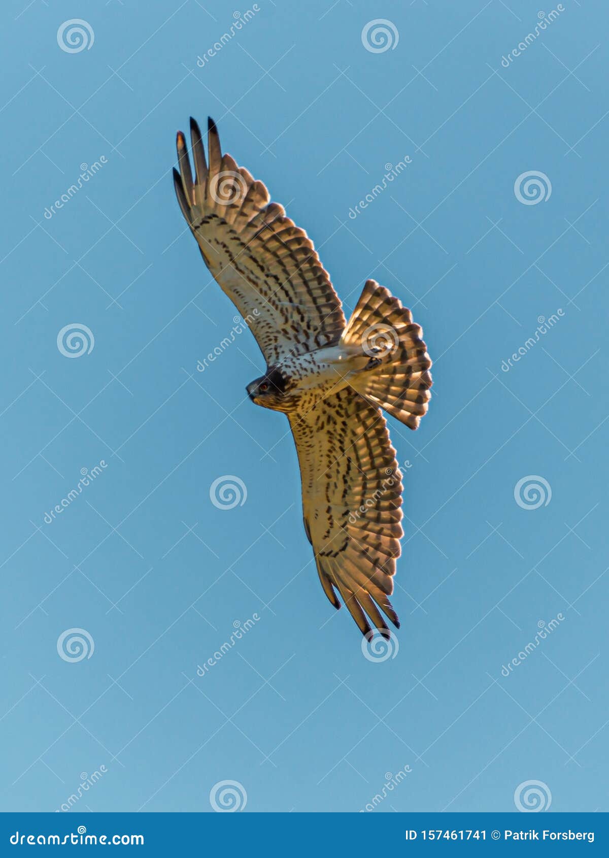 Circaetus Gallicus in Flight Looking Down Stock Image - Image of angle ...