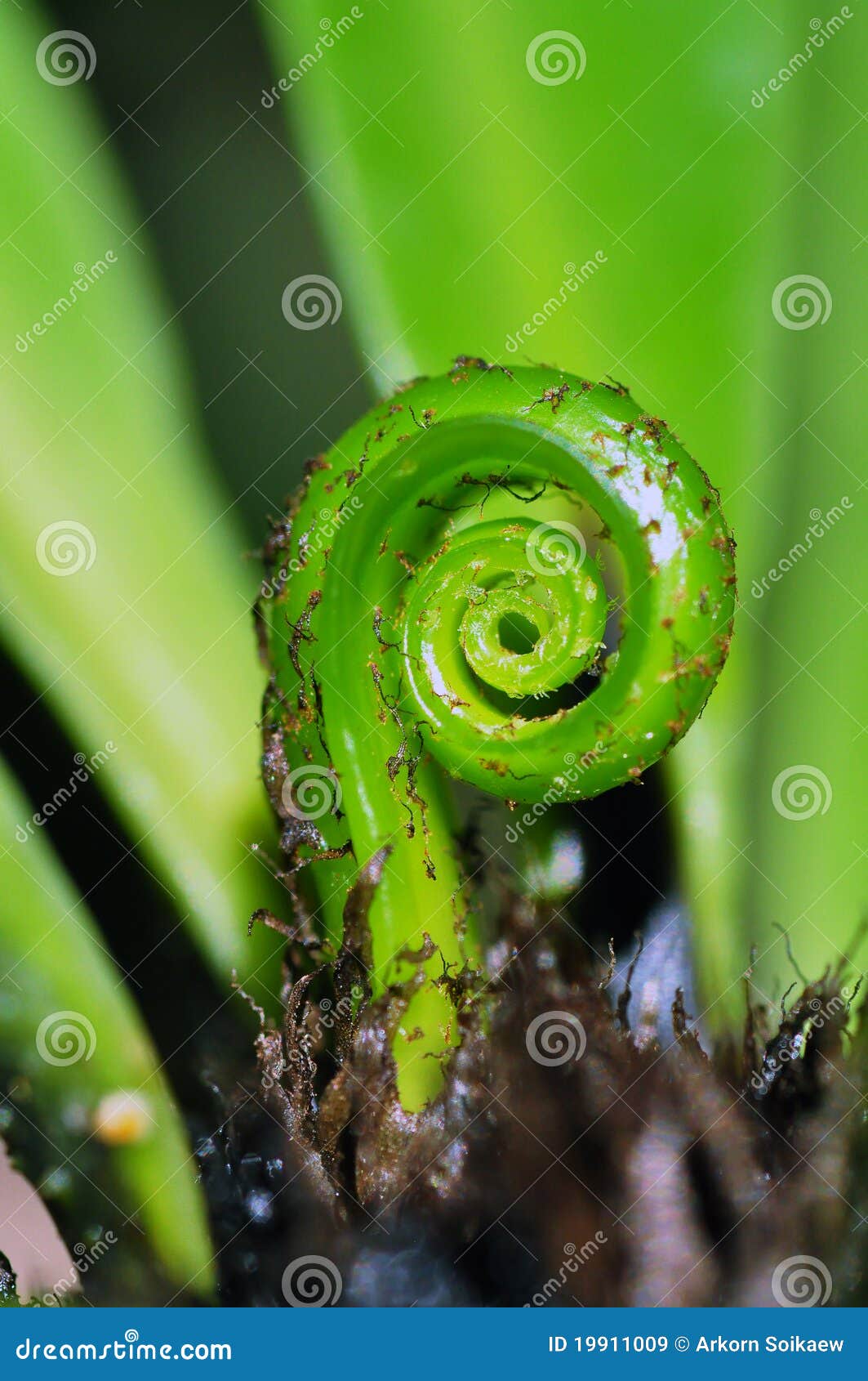 Circinate Vernation stock image. Image of fern, vernation - 19911009