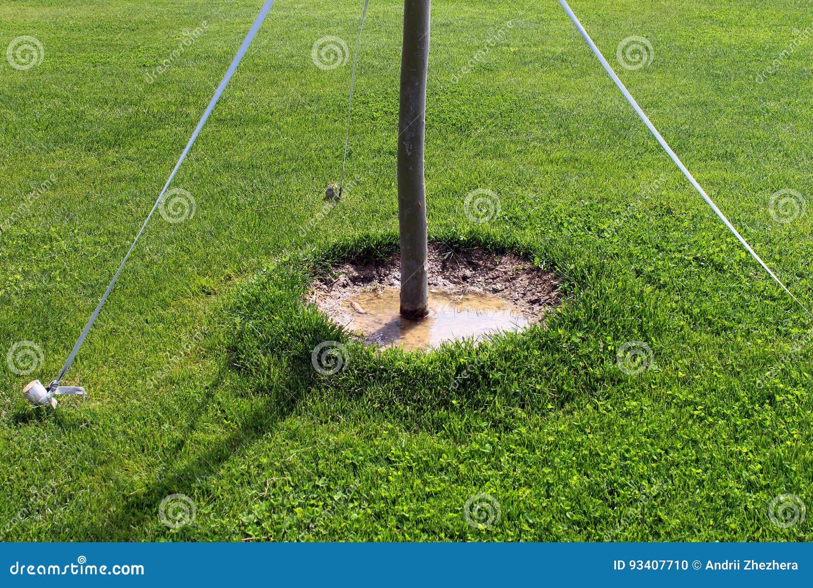 Circle Around the Tree Trunk on a Lawn after Watering Stock Photo ...