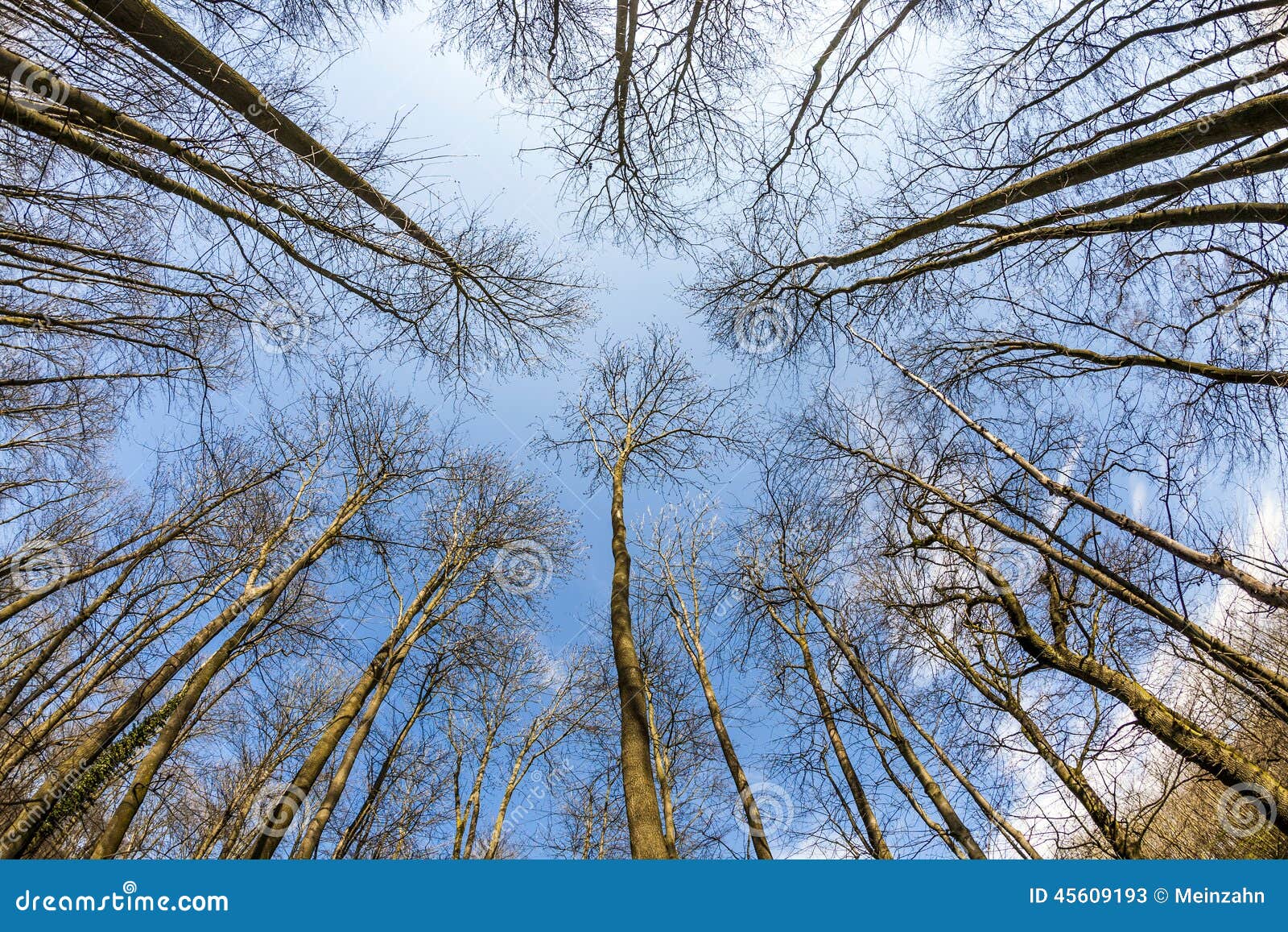 Circle of Bare Treetops in Winter Stock Image - Image of germany, plant ...