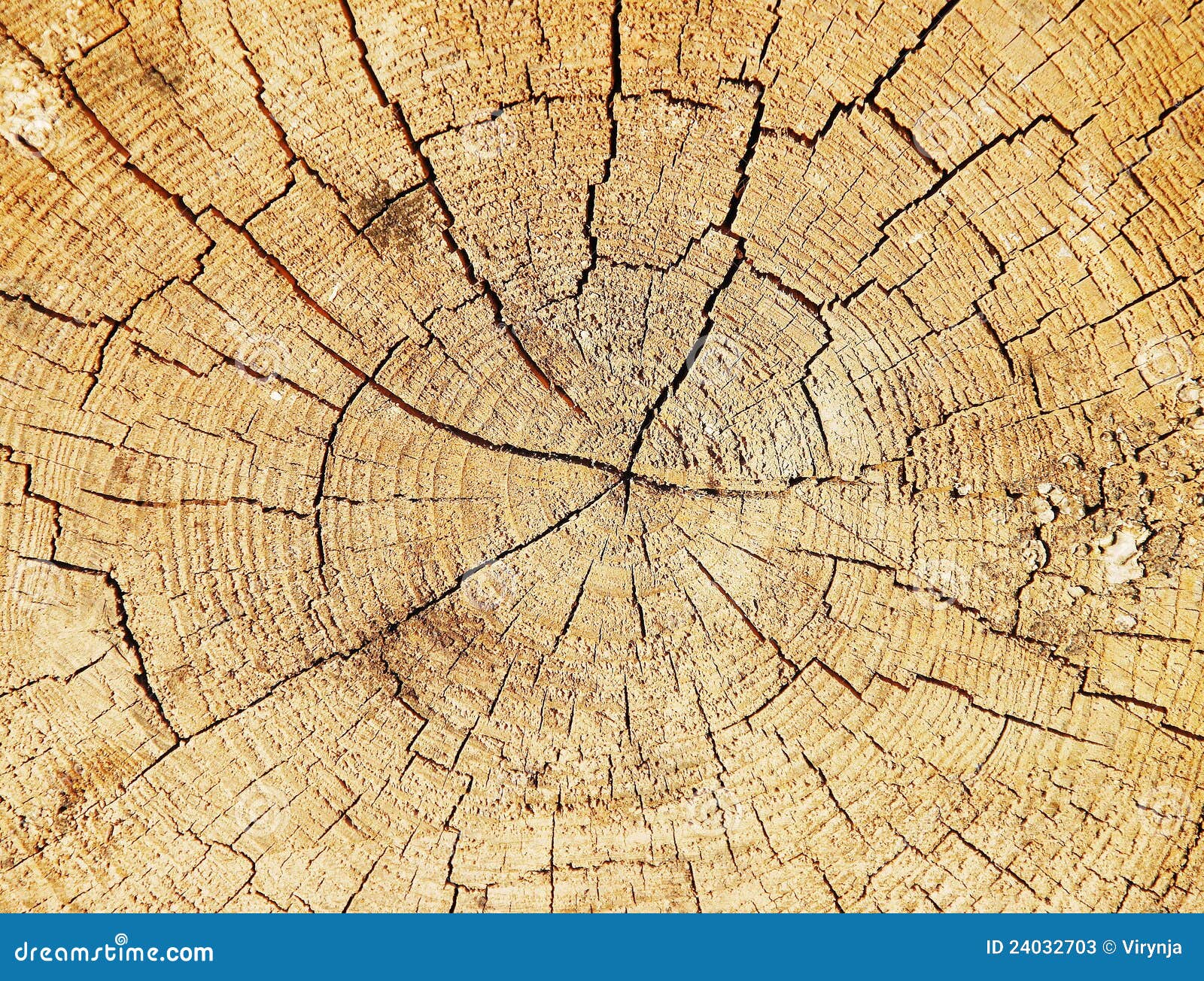 Circle bark texture stock image. Image of grunge, design - 24032703