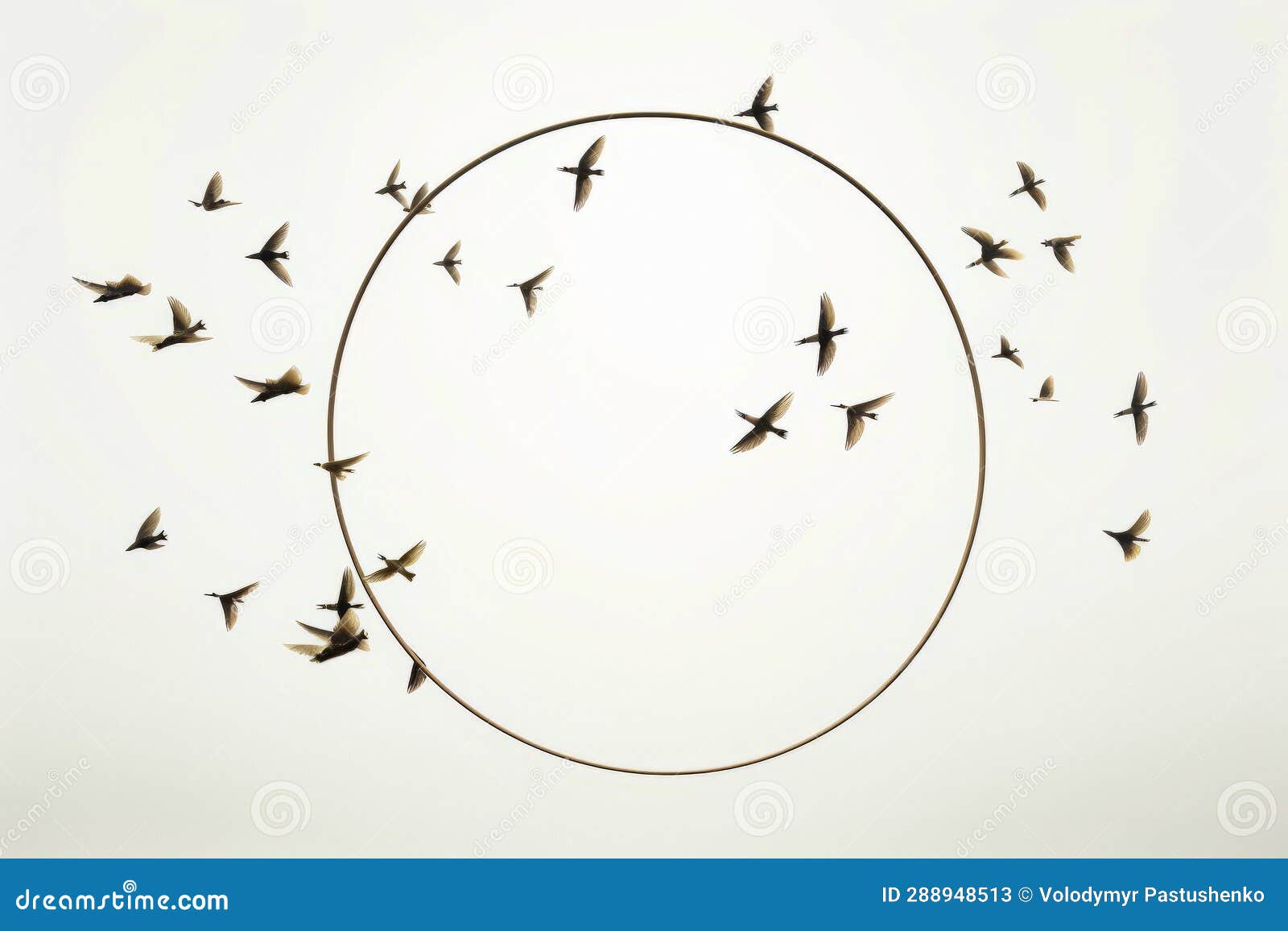 Circle of Birds Flying Around Circle of Birds Flying Around. Generative ...