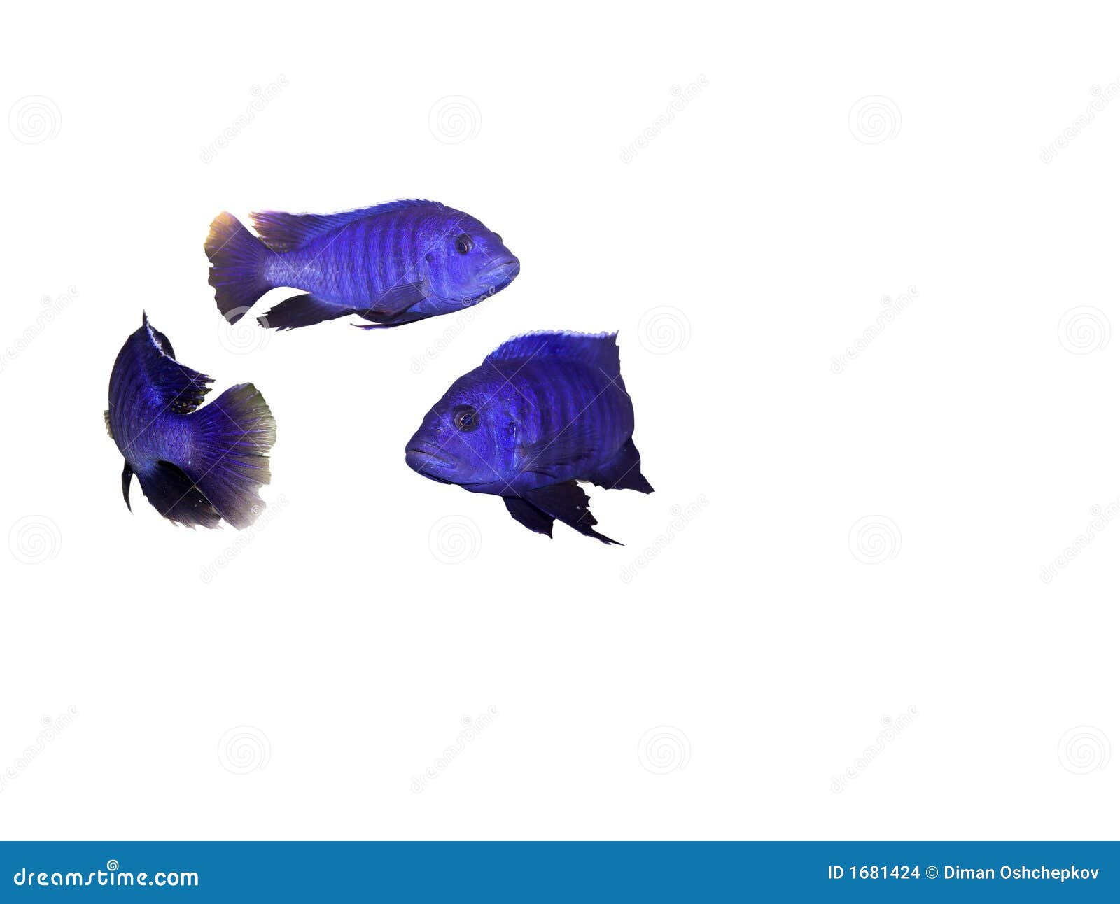 Circle with Blue Fish Swiming Stock Photo - Image of abstract, fish ...