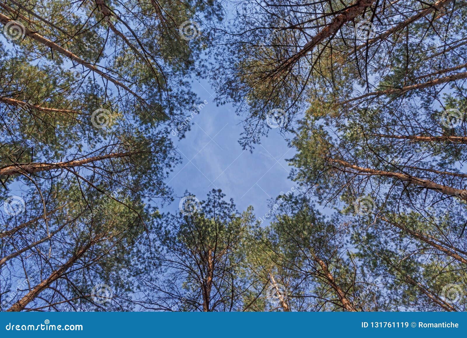 Circle of Blue Sky among Pine Trees Stock Image - Image of circle ...