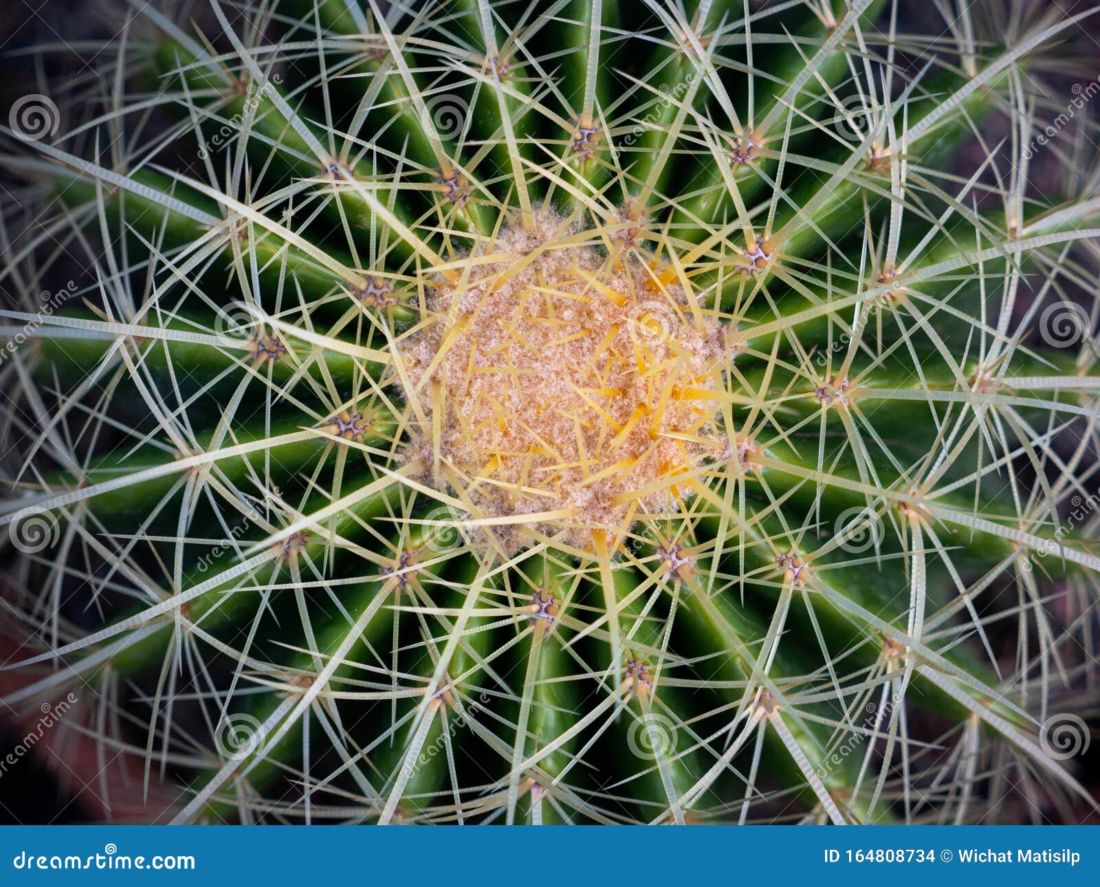 The Circle of Cactus Growing Stock Photo - Image of decorative, absorb ...