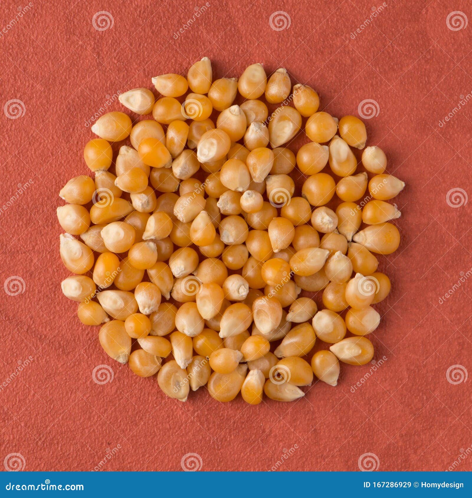 Circle of corn stock image. Image of food, snack, healthy - 167286929